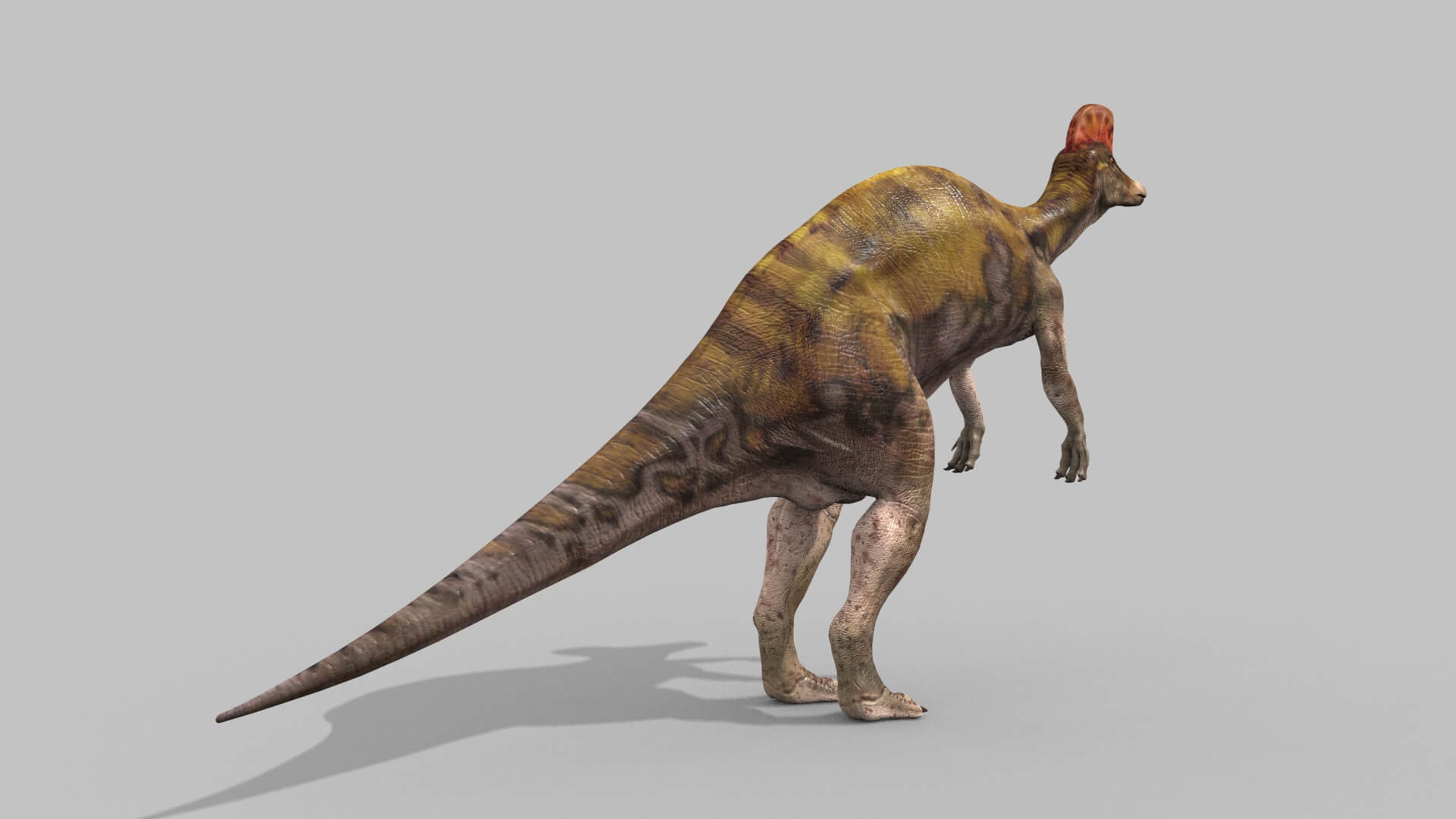 Real Animated Corythosaurus HD - 3D Model by Virtual creator