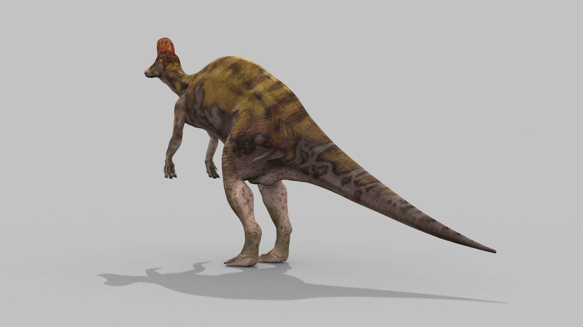 Real Animated Corythosaurus HD - 3D Model by Virtual creator