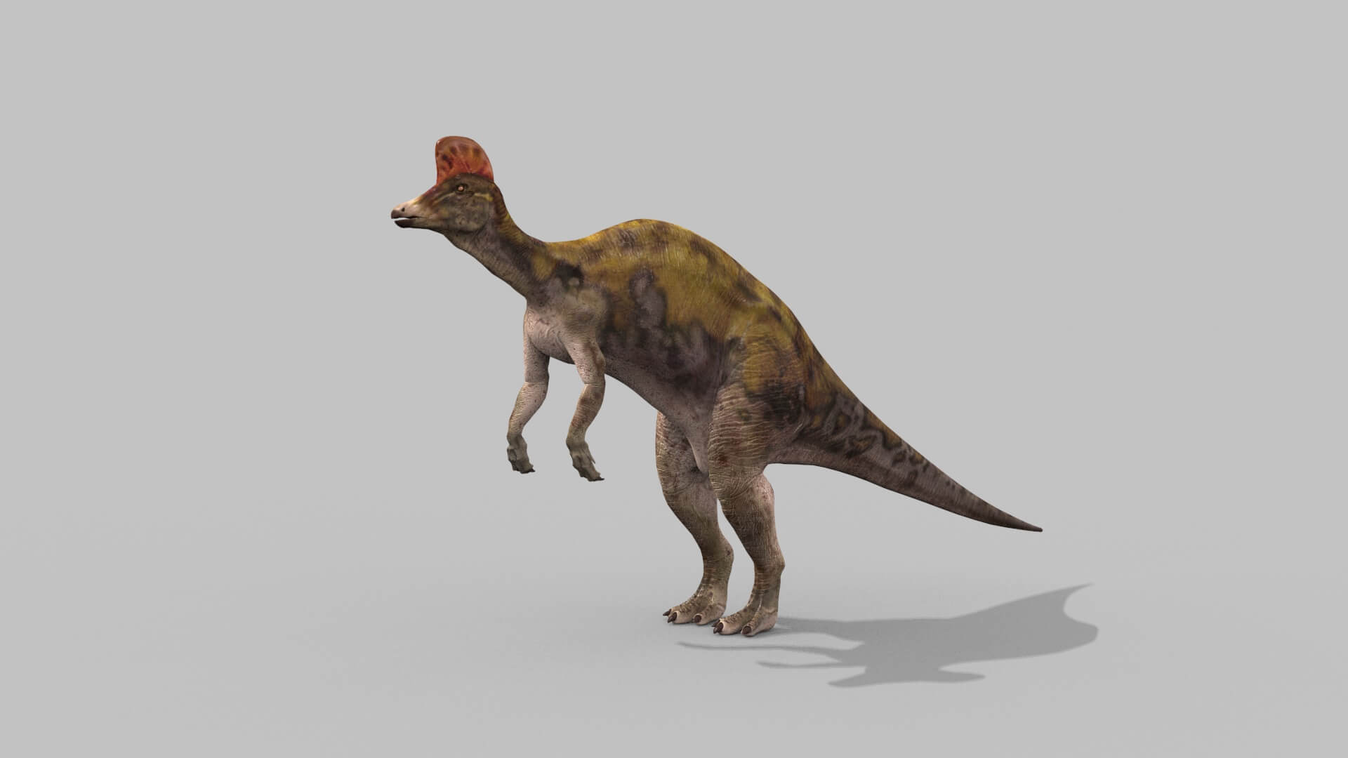Real Animated Corythosaurus HD - 3D Model by Virtual creator