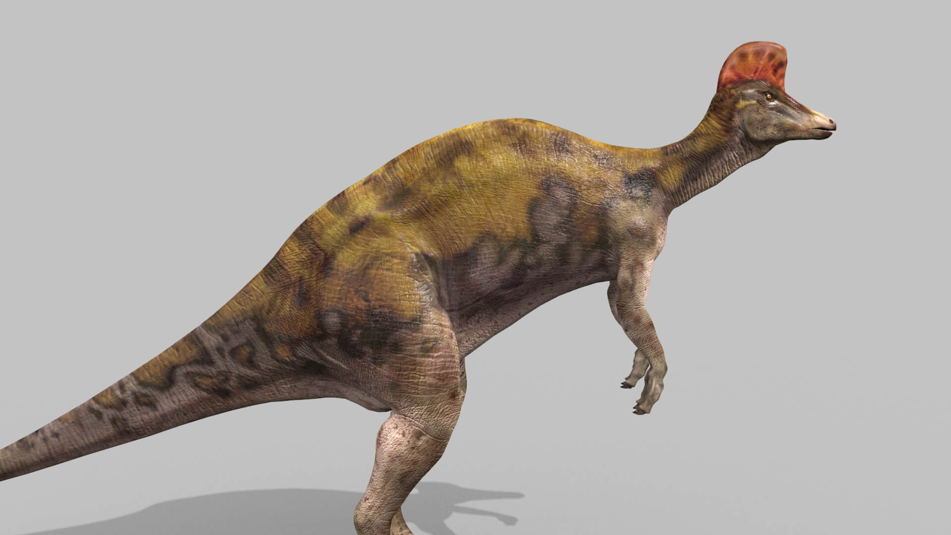Real Animated Corythosaurus HD - 3D Model by Virtual creator