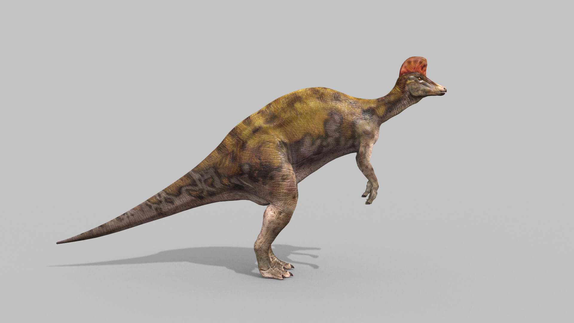 Real Animated Corythosaurus HD - 3D Model by Virtual creator