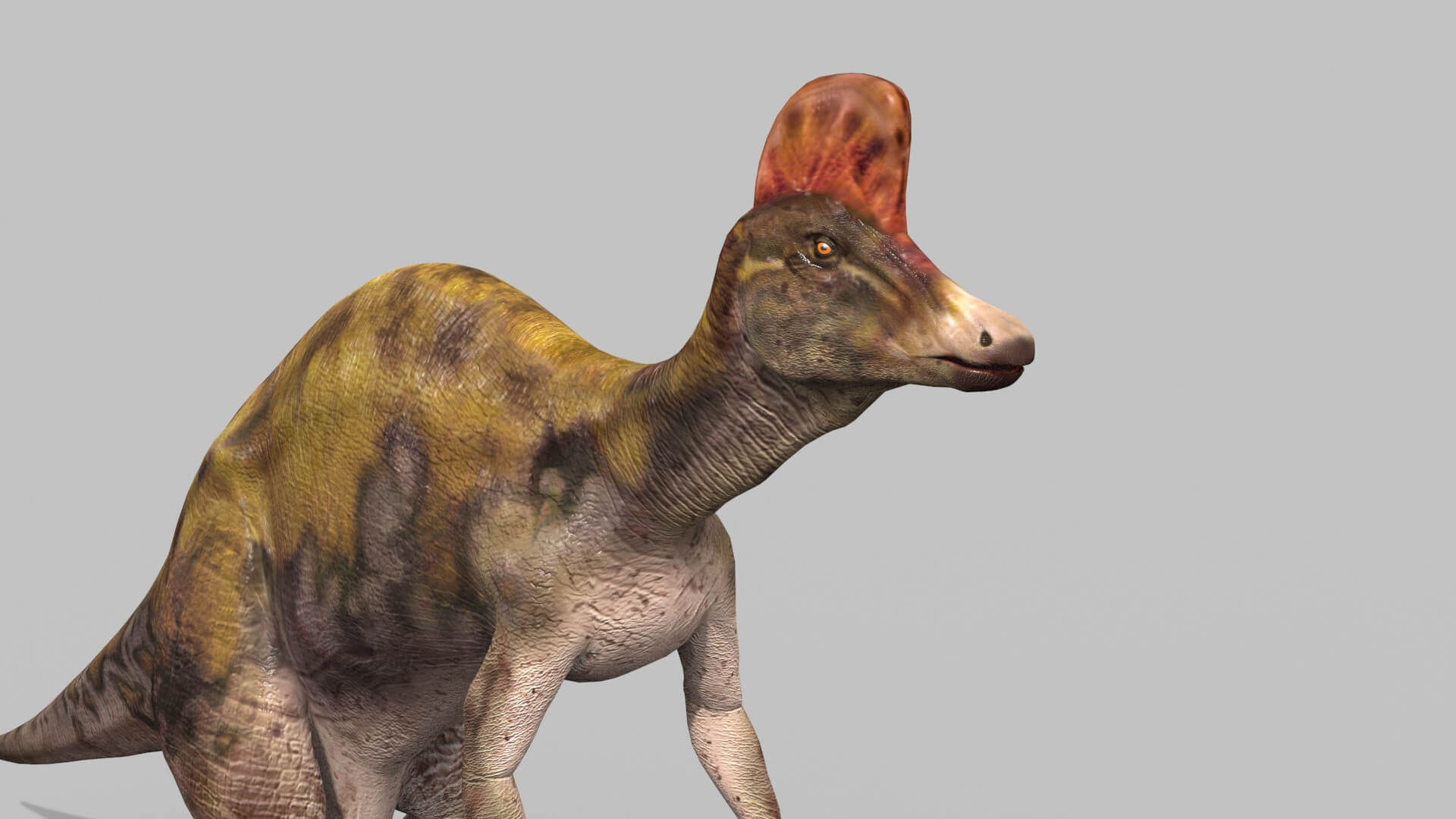 Real Animated Corythosaurus HD - 3D Model by Virtual creator