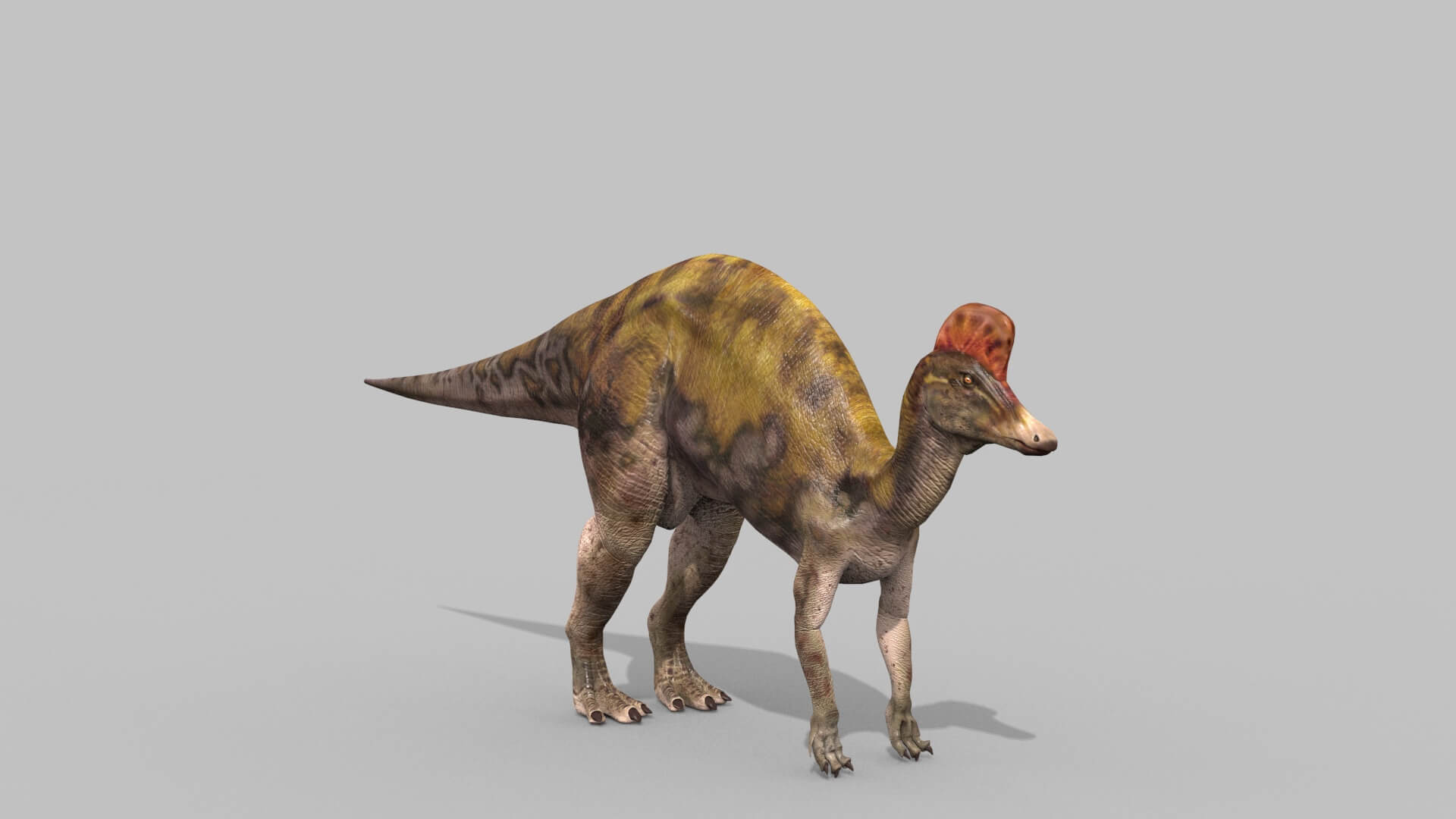 Real Animated Corythosaurus HD - 3D Model by Virtual creator