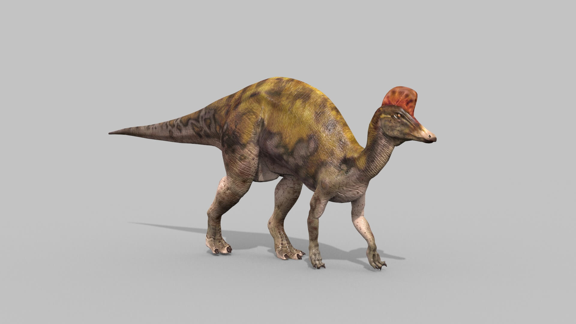 Real Animated Corythosaurus HD - 3D Model by Virtual creator