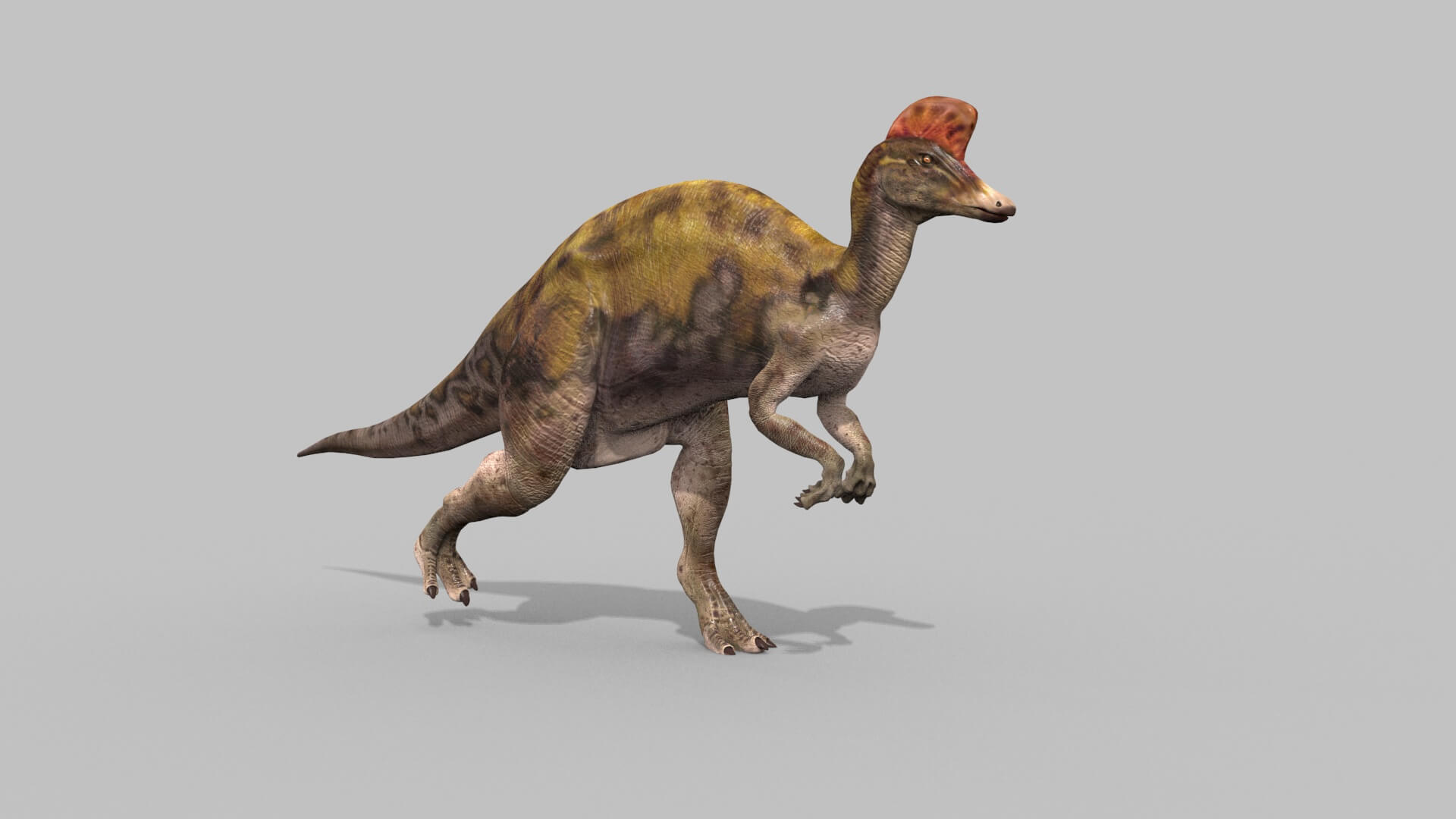 Real Animated Corythosaurus HD - 3D Model by Virtual creator