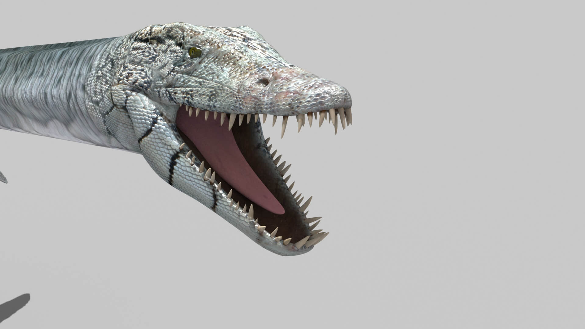 Real Plesiosaur Elasmosaur - 8K 3D Model by Virtual creator