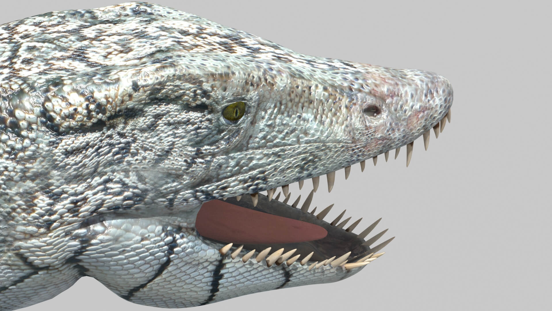 Real Plesiosaur Elasmosaur - 8K 3D Model by Virtual creator