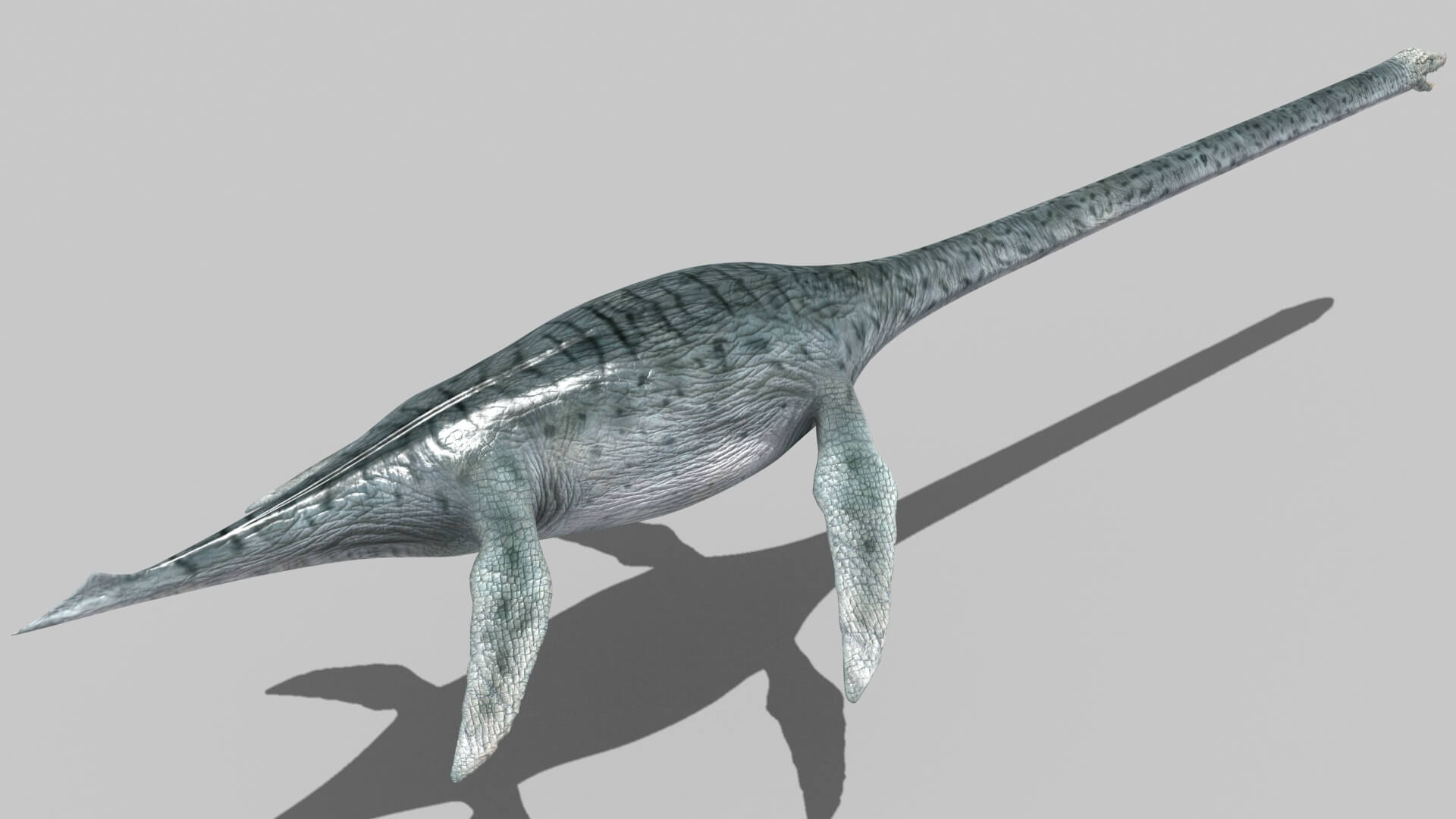 Real Plesiosaur Elasmosaur - 8K 3D Model by Virtual creator