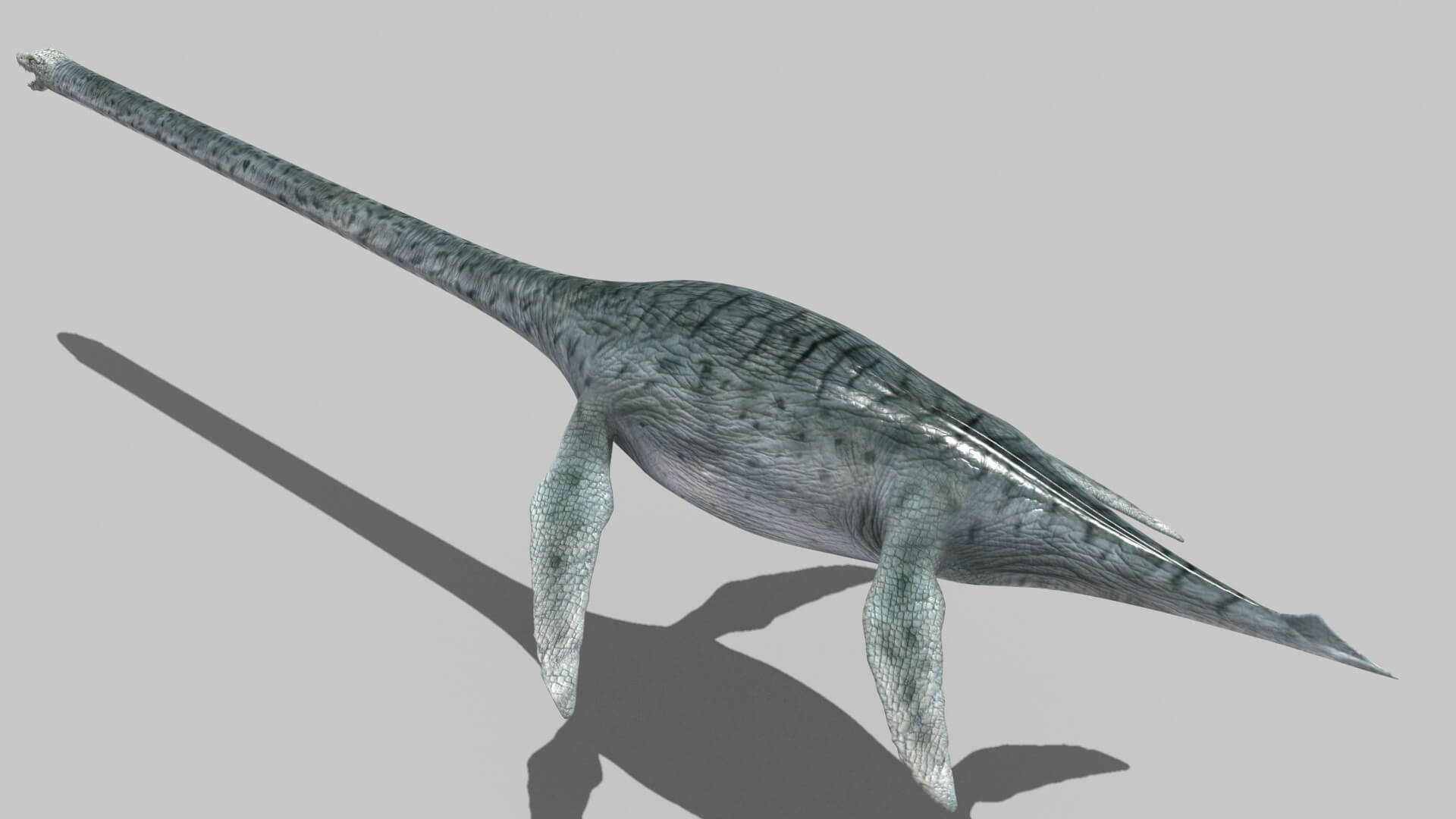 Real Plesiosaur Elasmosaur - 8K 3D Model by Virtual creator