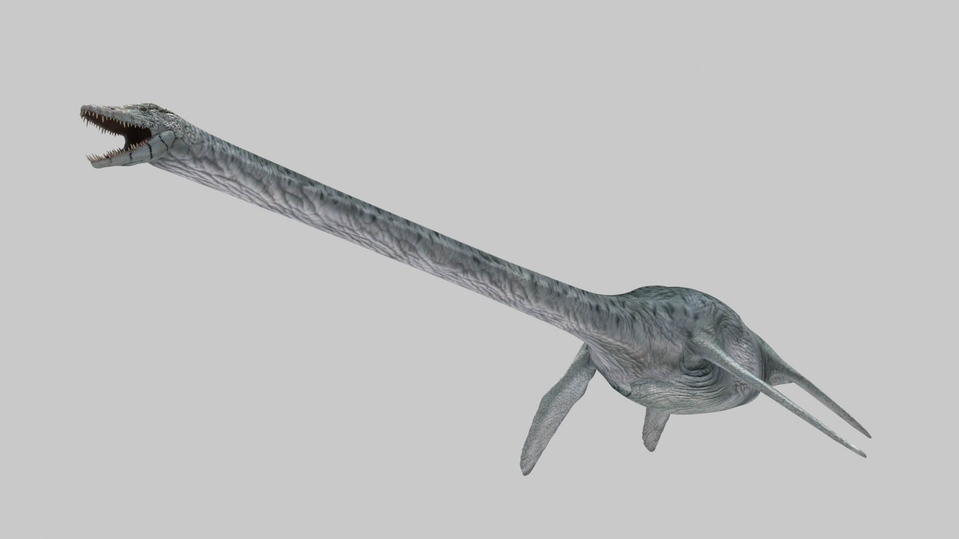 Real Plesiosaur Elasmosaur - 8K 3D Model by Virtual creator