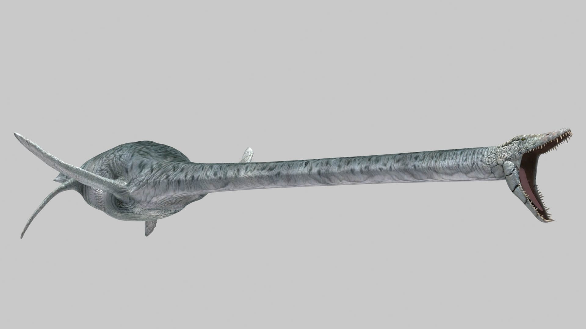 Real Plesiosaur Elasmosaur - 8K 3D Model by Virtual creator