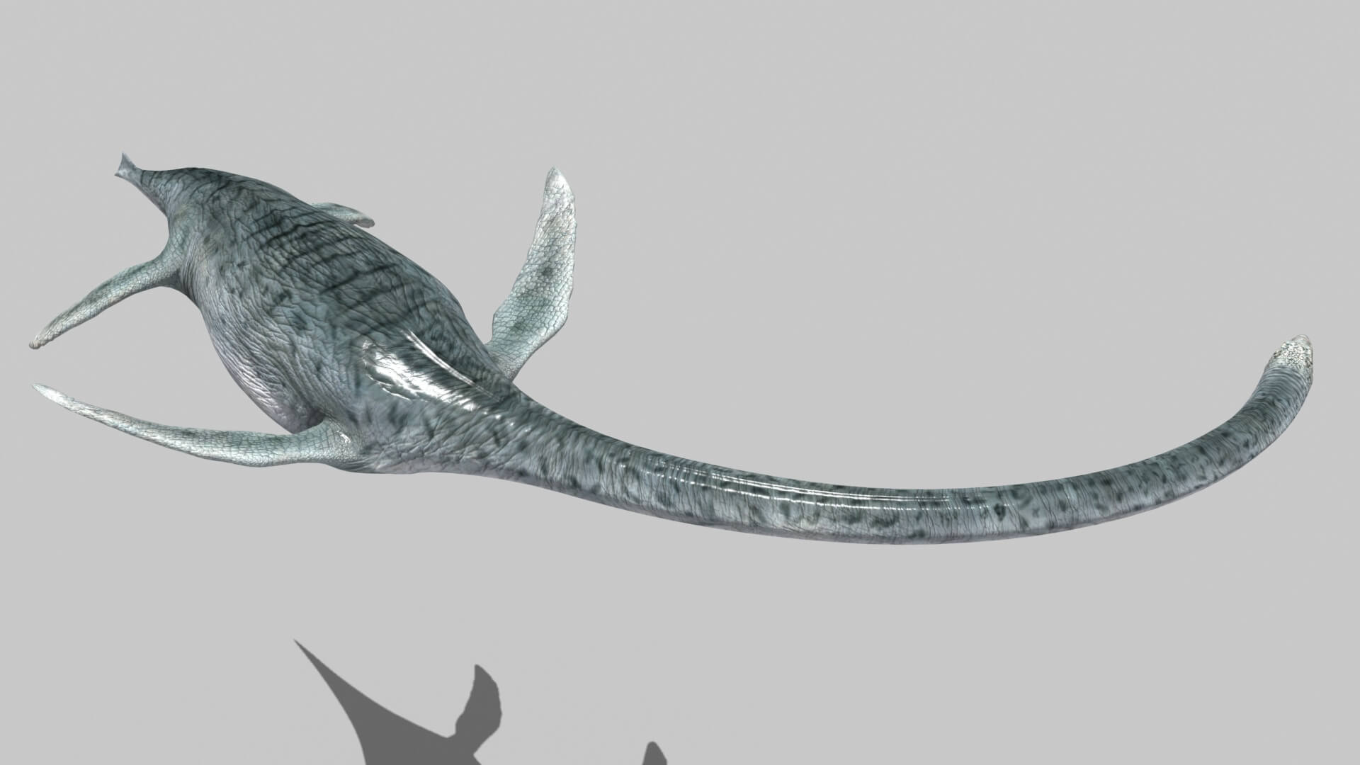 Real Plesiosaur Elasmosaur - 8K 3D Model by Virtual creator