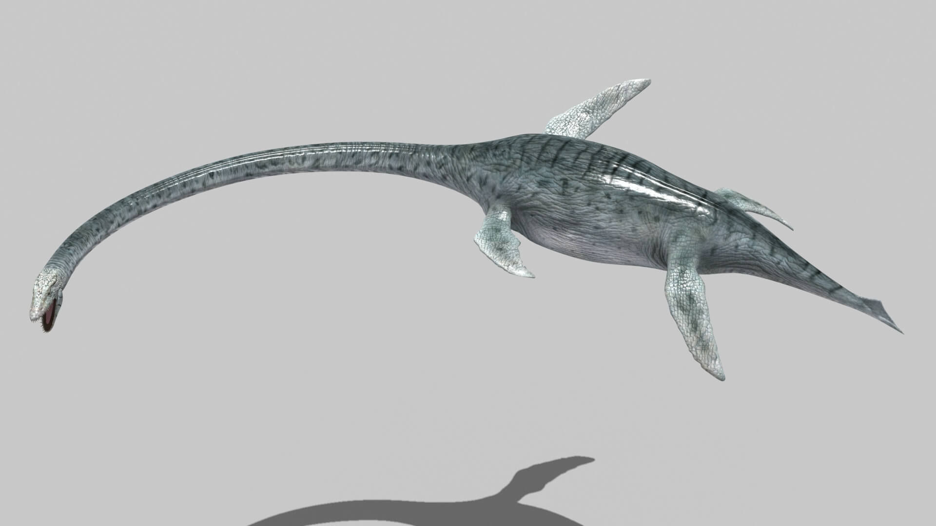 Real Plesiosaur Elasmosaur - 8K 3D Model by Virtual creator
