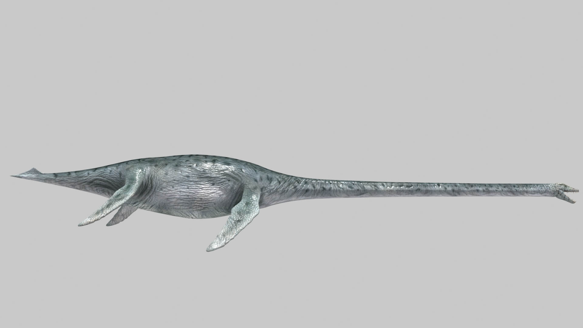 Real Plesiosaur Elasmosaur - 8K 3D Model by Virtual creator