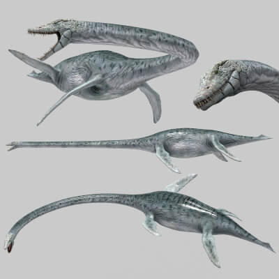 Real Plesiosaur Elasmosaur - 8K 3D Model by Virtual creator