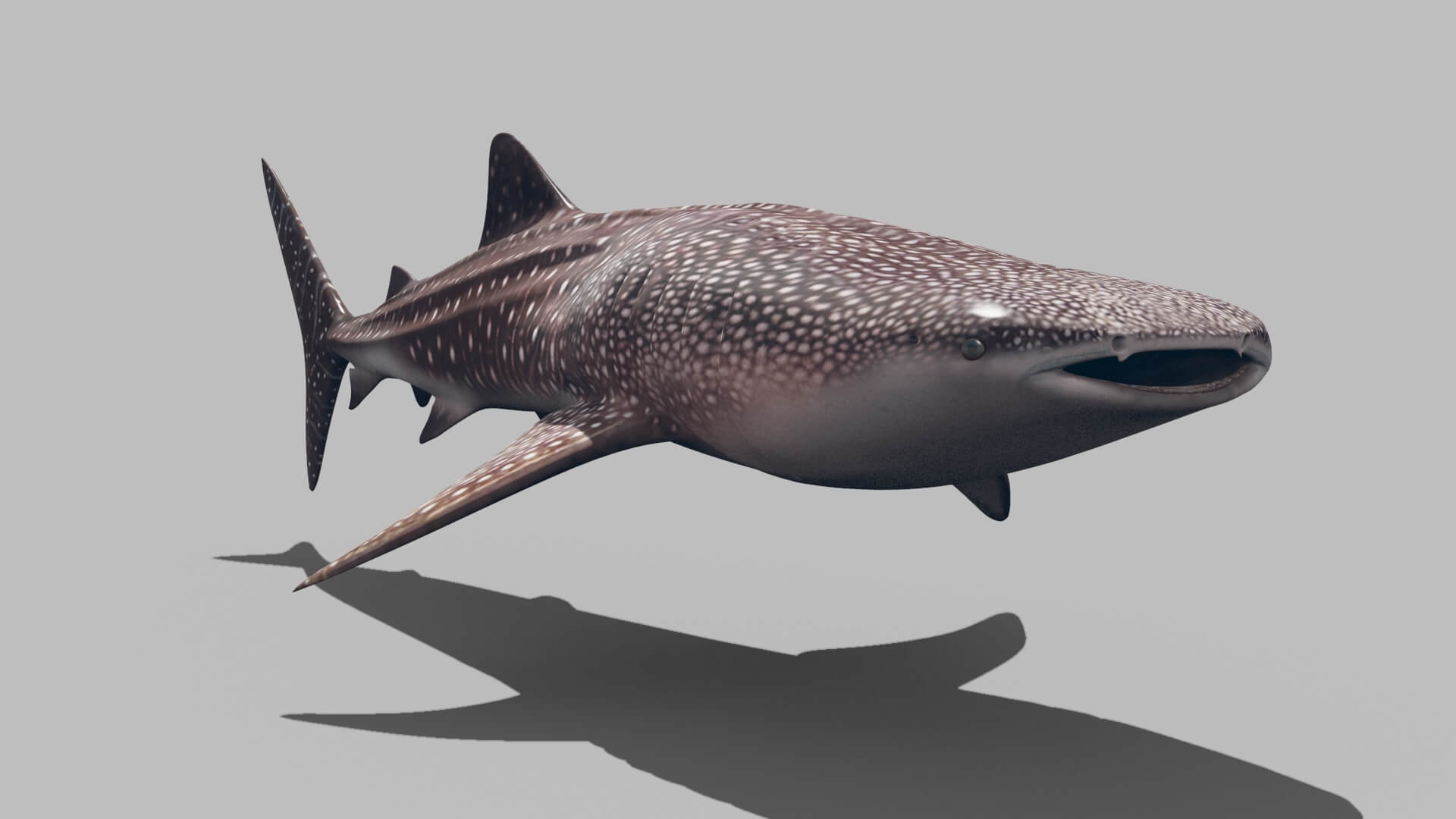Real Whale Shark 8K - 3D Animated by Virtual creator