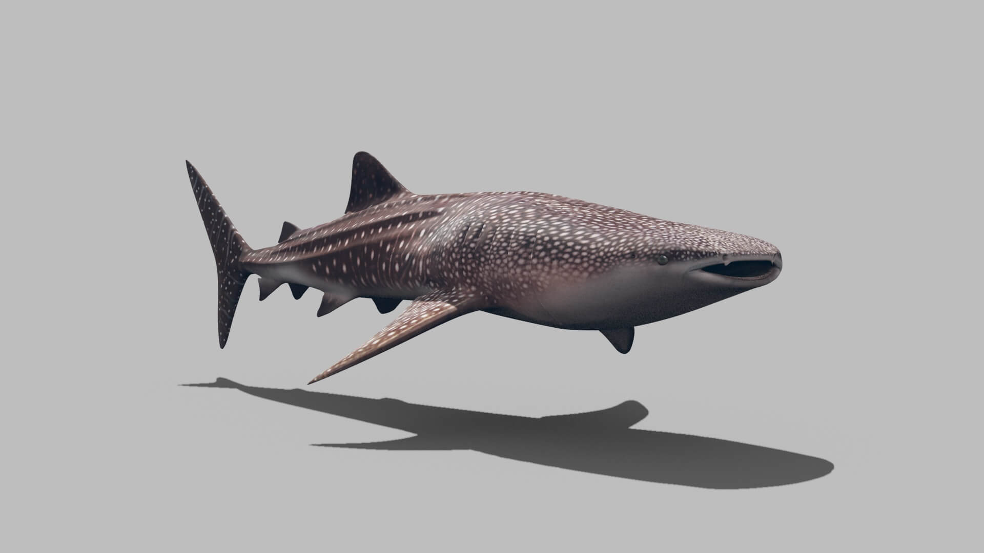 Real Whale Shark 8K - 3D Animated by Virtual creator