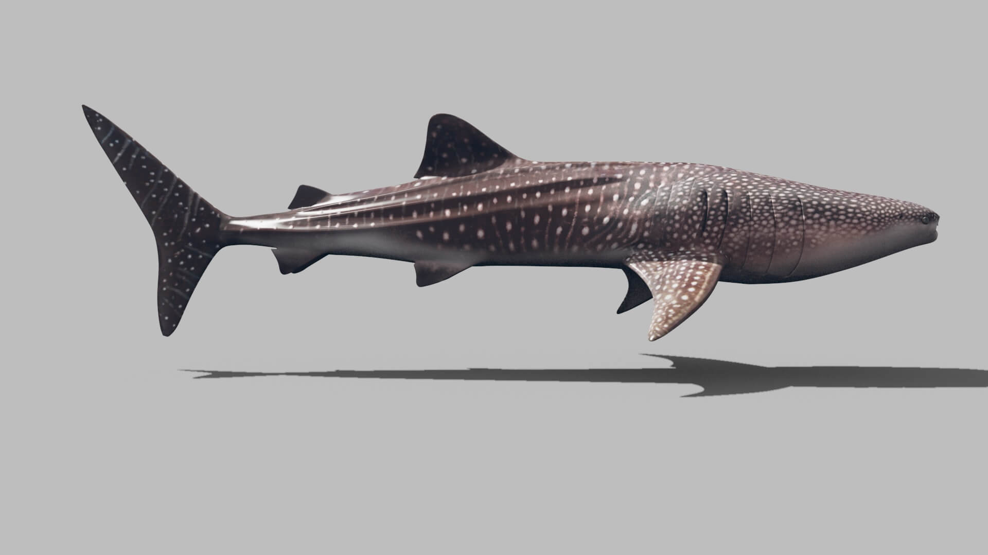 Real Whale Shark 8K - 3D Animated by Virtual creator