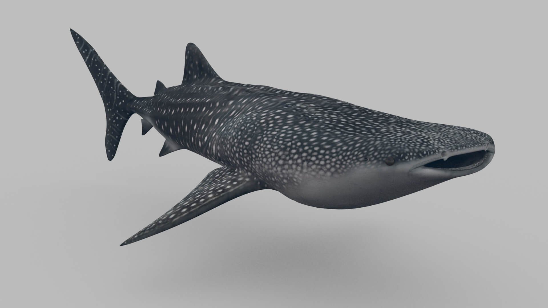 Real Whale Shark 8K - 3D Animated by Virtual creator