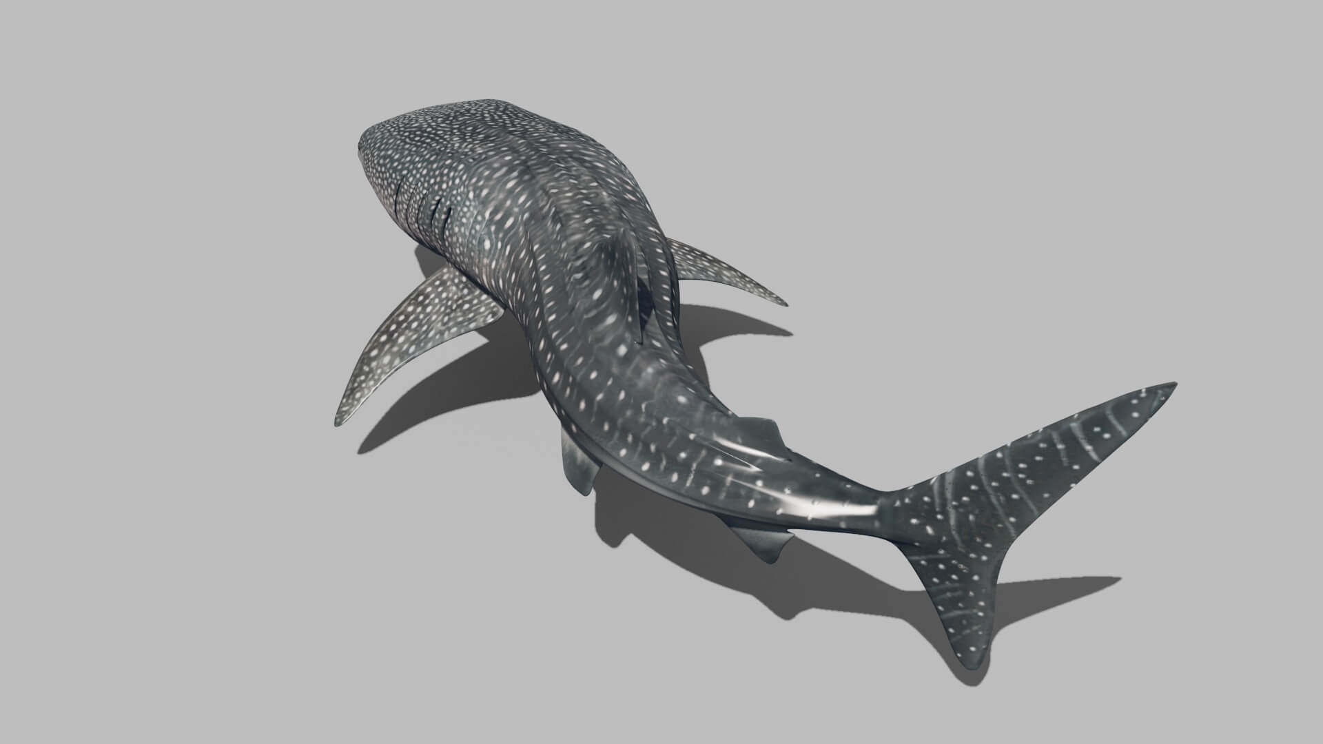 Real Whale Shark 8K - 3D Animated by Virtual creator