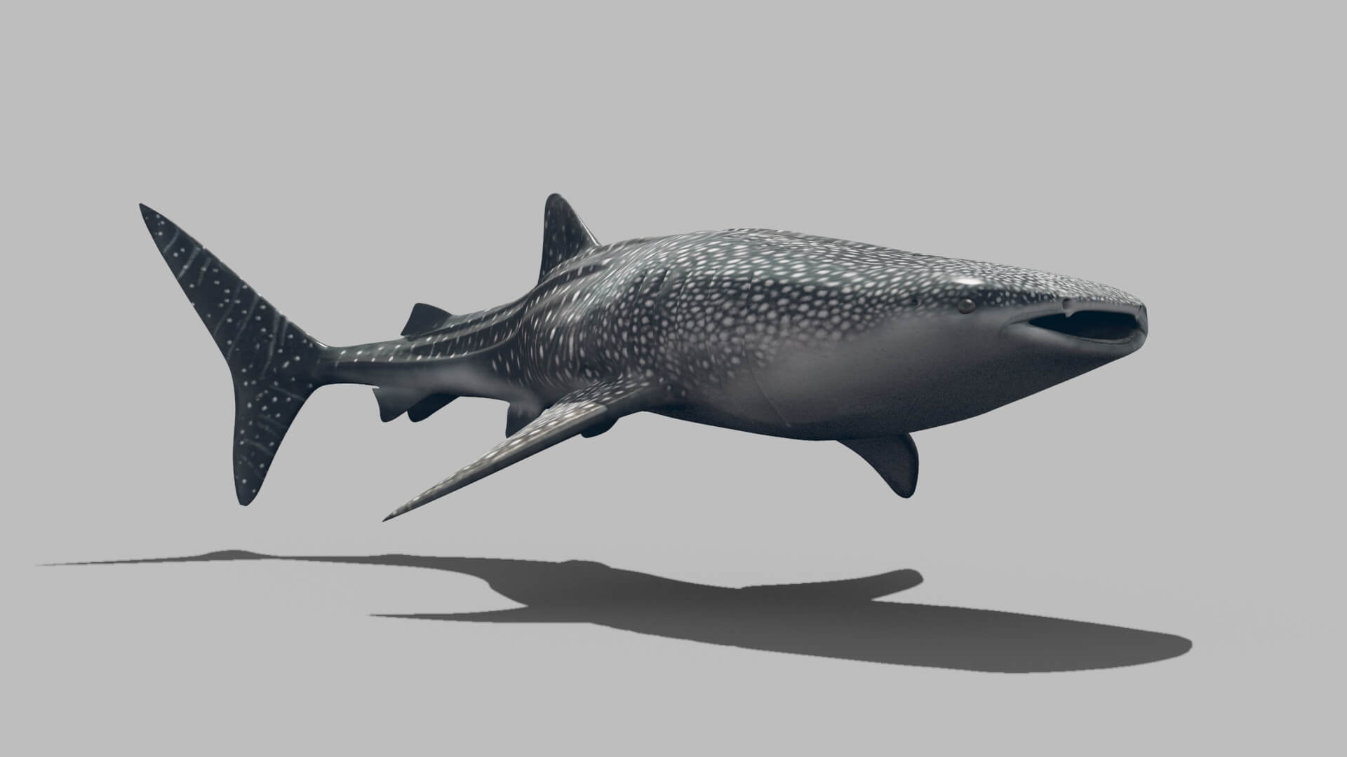 Real Whale Shark 8K - 3D Animated by Virtual creator