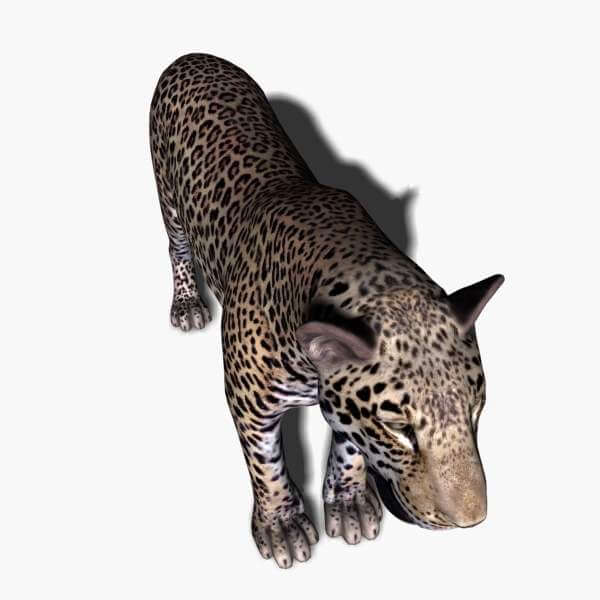 Leopard (No Fur) - 3D Model by Virtual creator