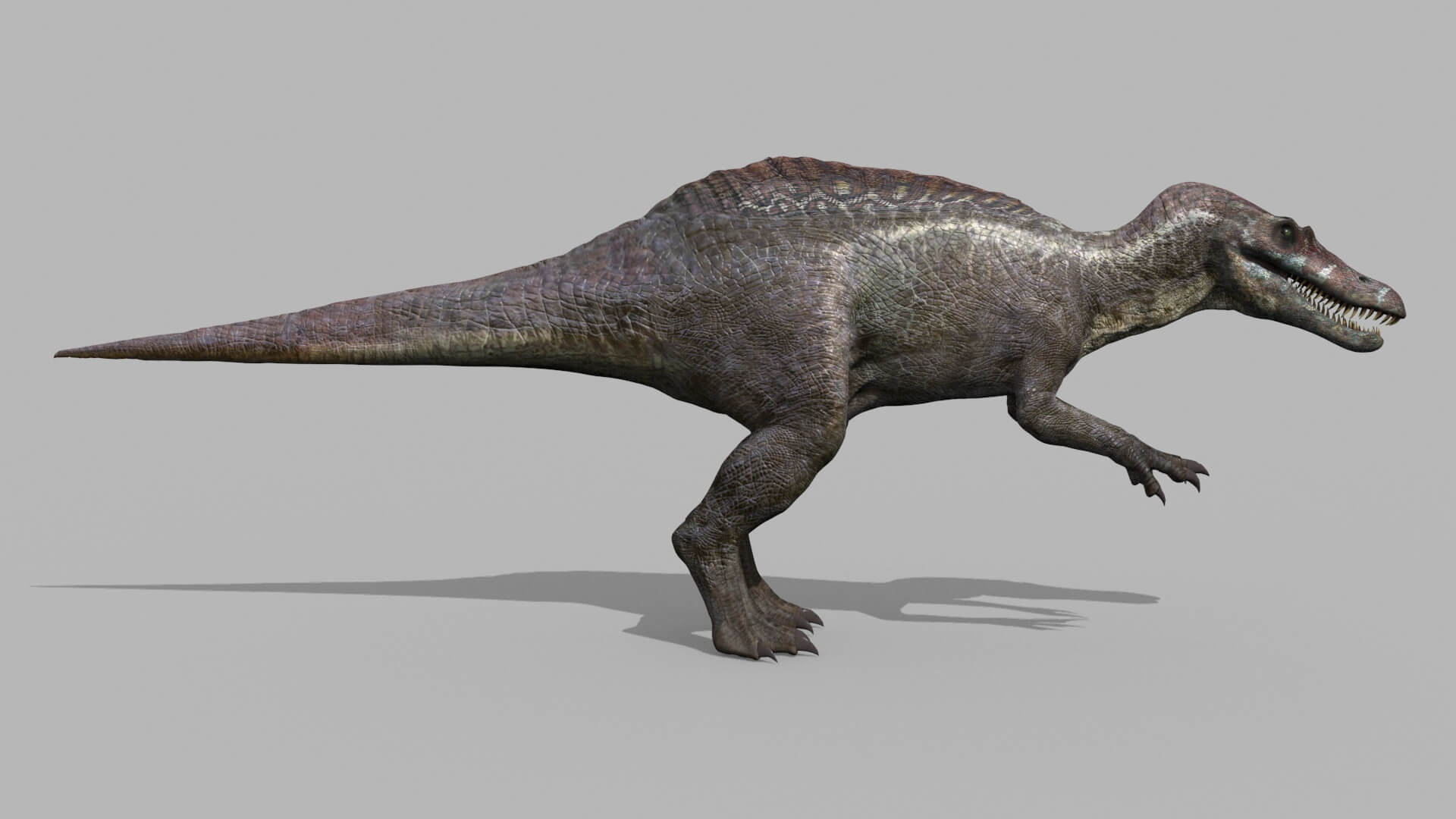 Suchomimus Tenerensis - 8K 3D Model by Virtual creator