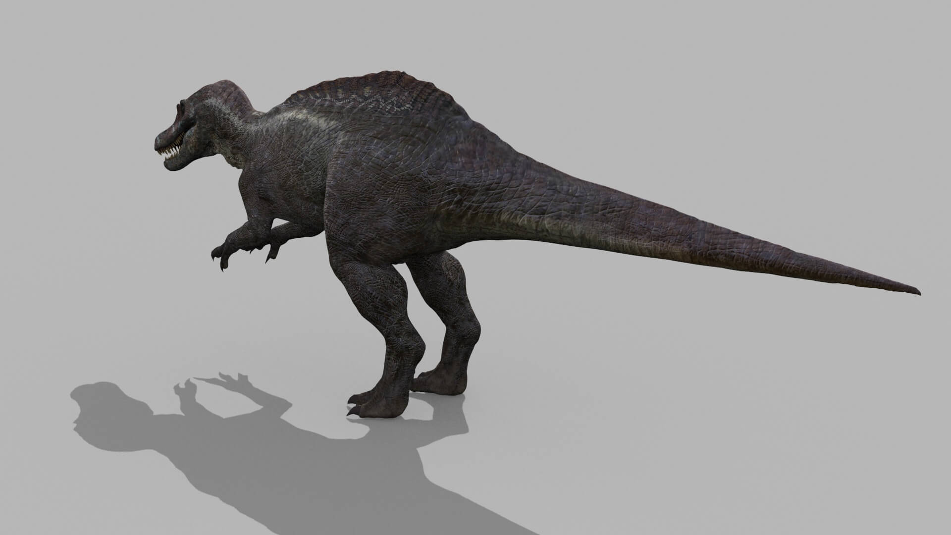 Suchomimus Tenerensis - 8K 3D Model by Virtual creator