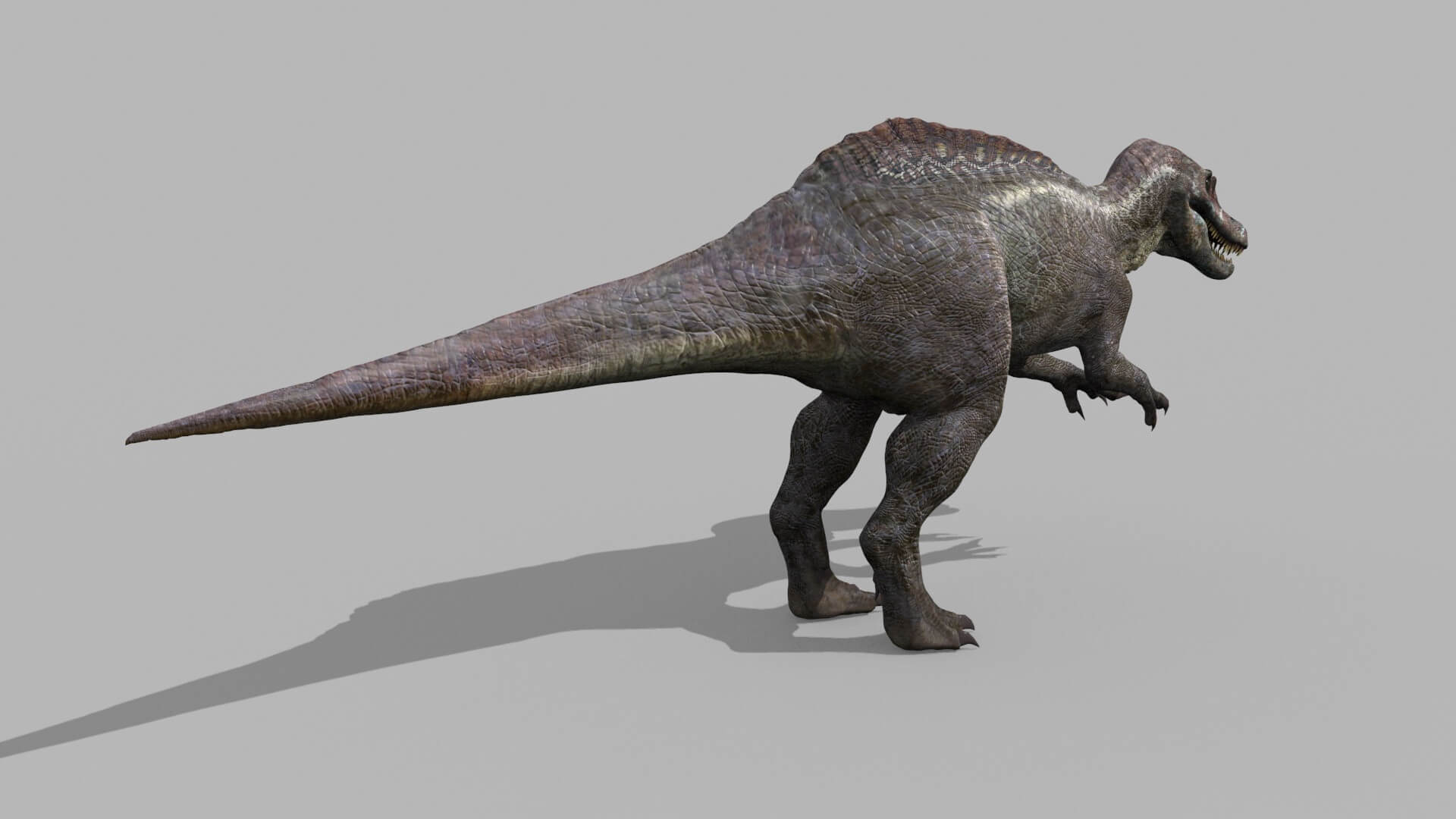 Suchomimus Tenerensis - 8K 3D Model by Virtual creator
