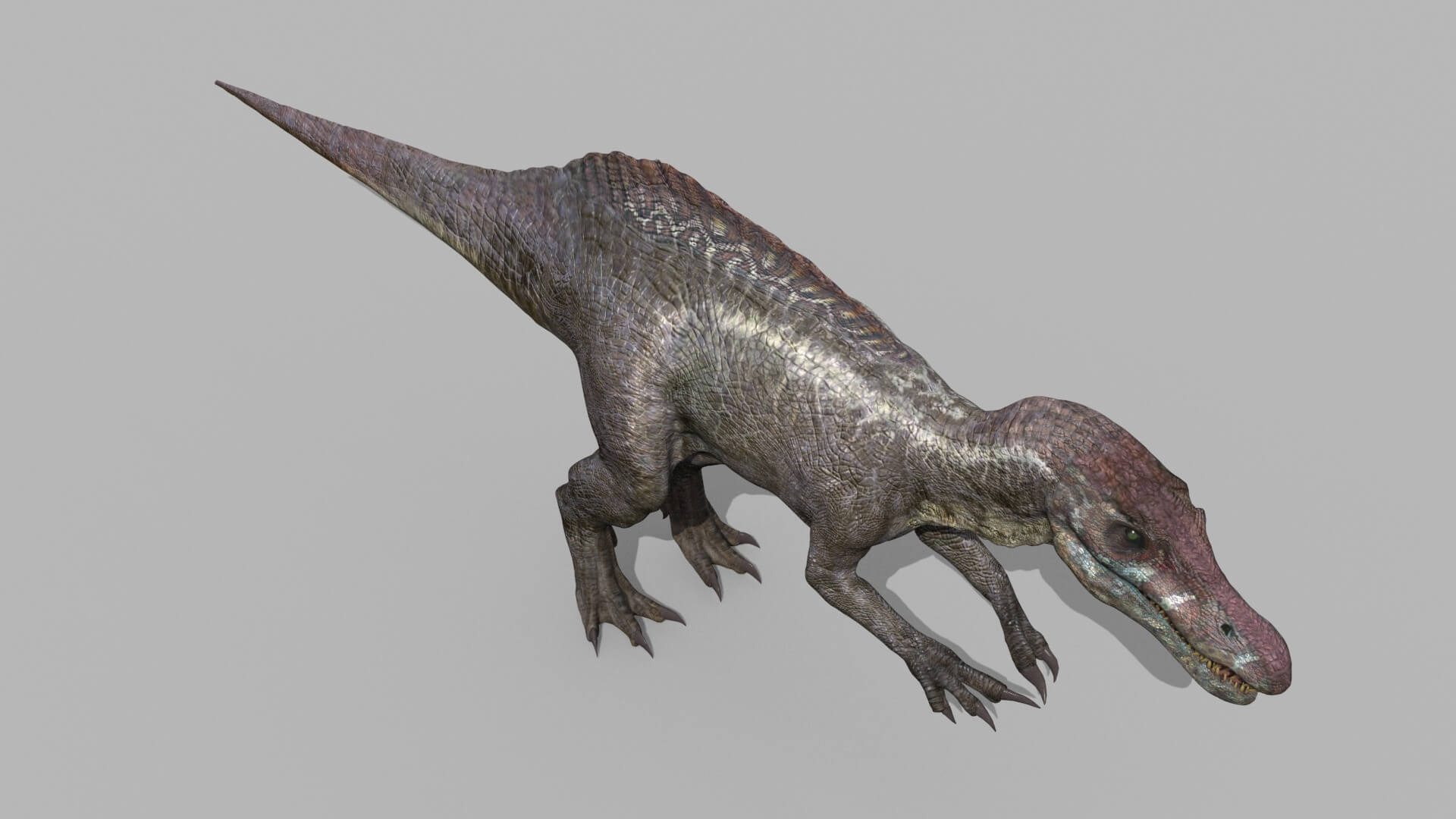 Suchomimus Tenerensis - 8K 3D Model by Virtual creator