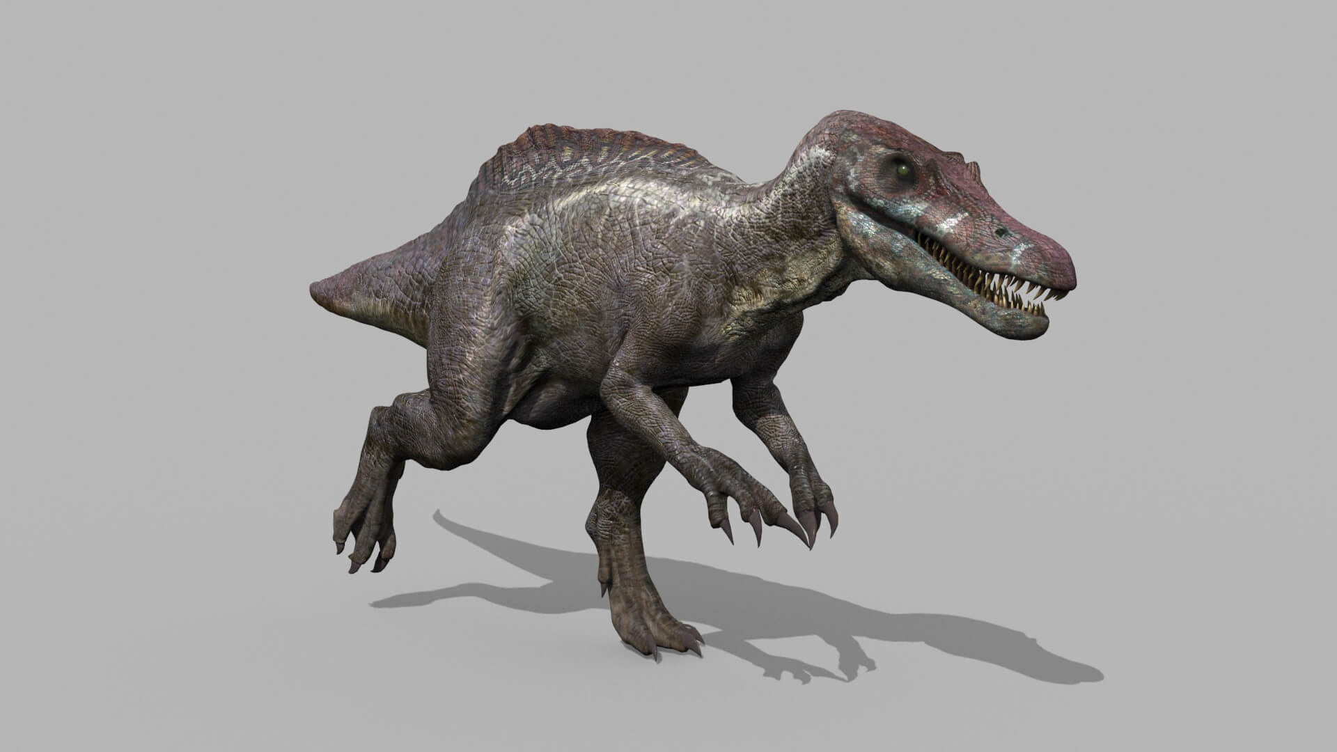 Suchomimus Tenerensis - 8K 3D Model by Virtual creator