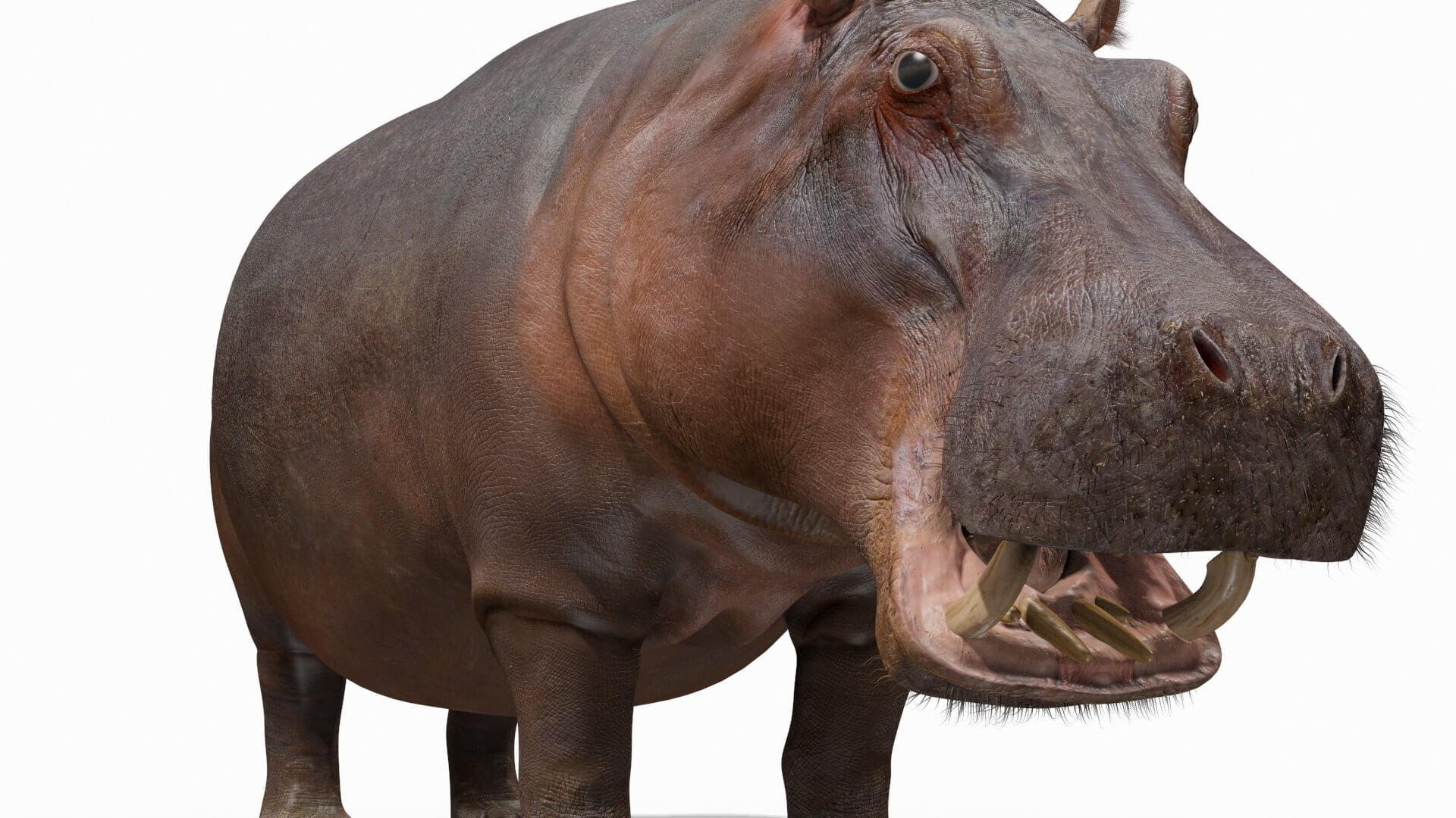 Super Hippo - 3D Model by Virtual creator