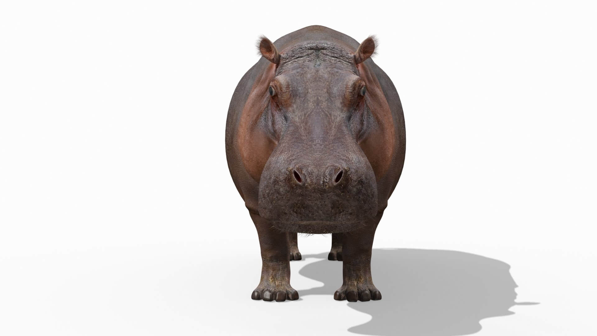Super Hippo - 3D Model by Virtual creator
