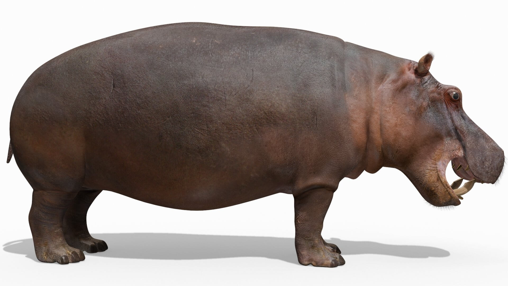 Super Hippo - 3D Model by Virtual creator
