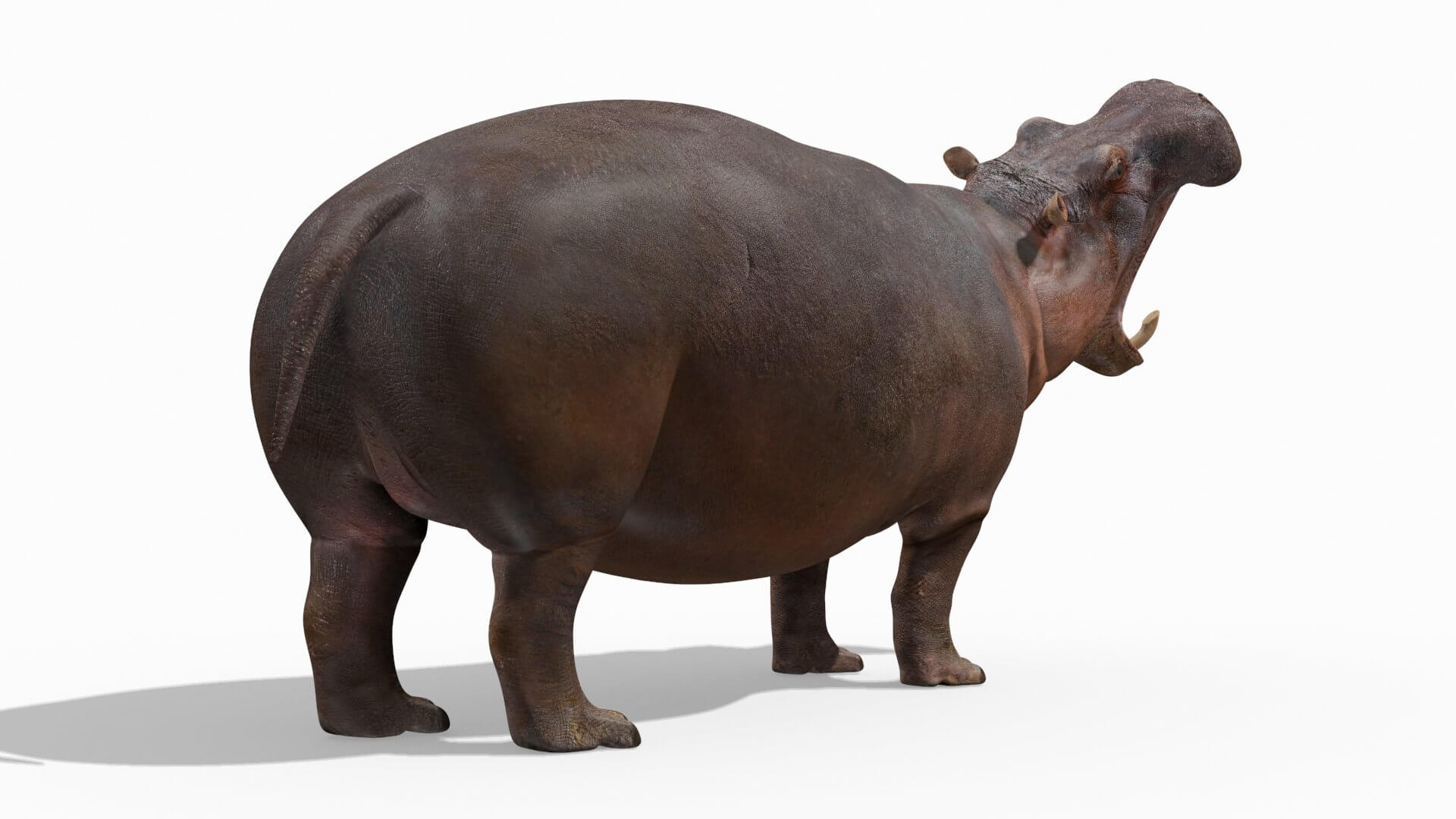 Super Hippo - 3D Model by Virtual creator