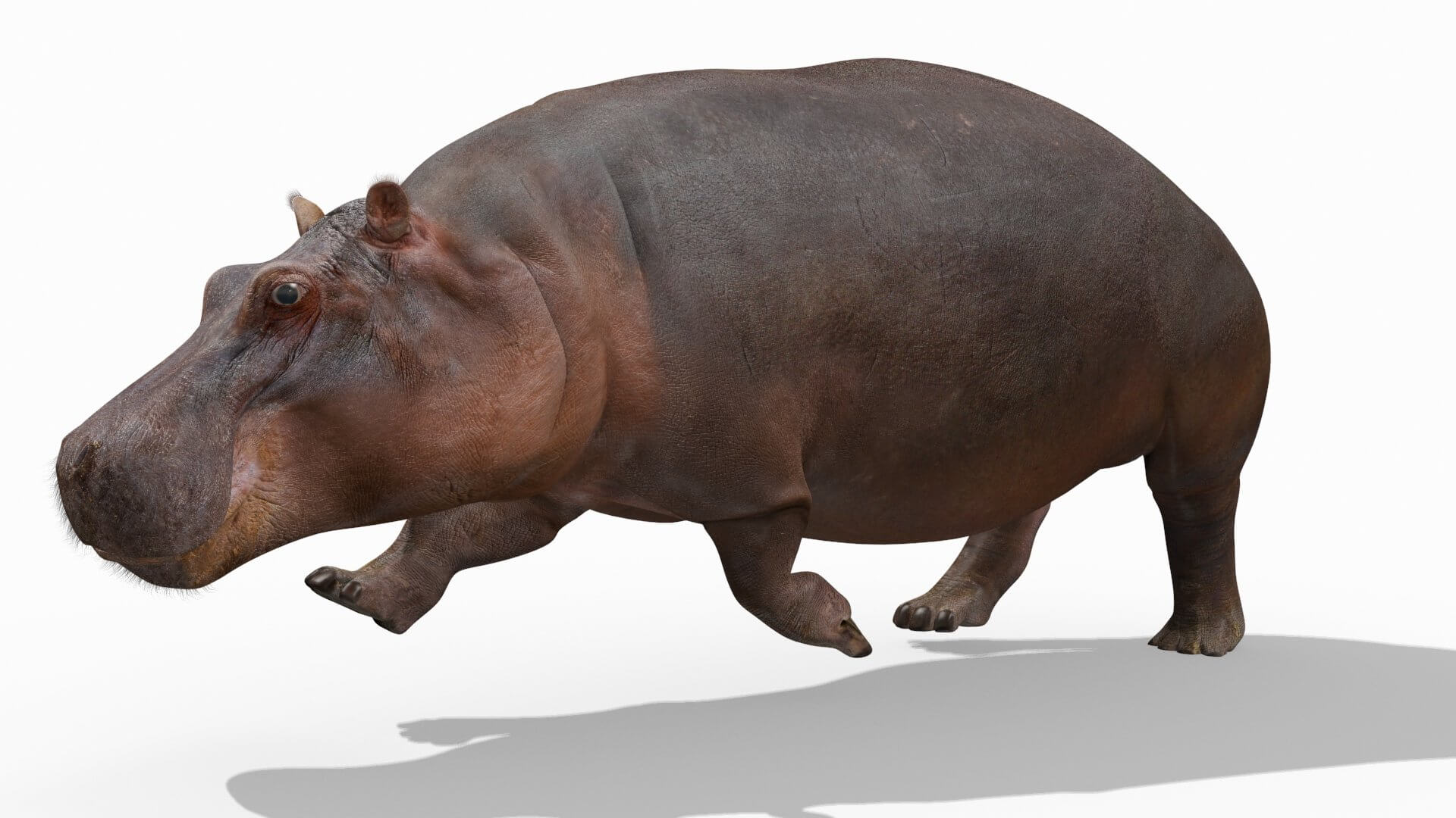 Super Hippo - 3D Model by Virtual creator