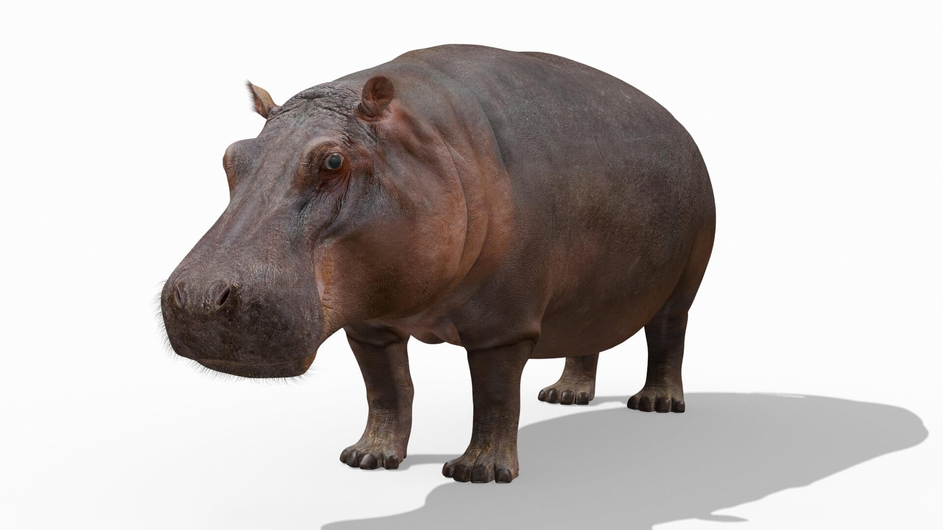 Super Hippo - 3D Model by Virtual creator