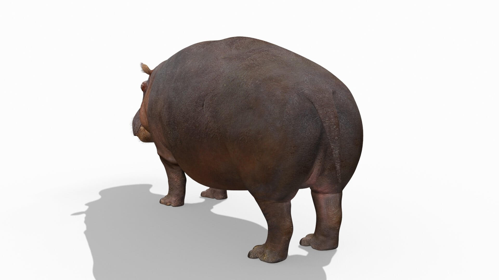 Super Hippo - 3D Model by Virtual creator