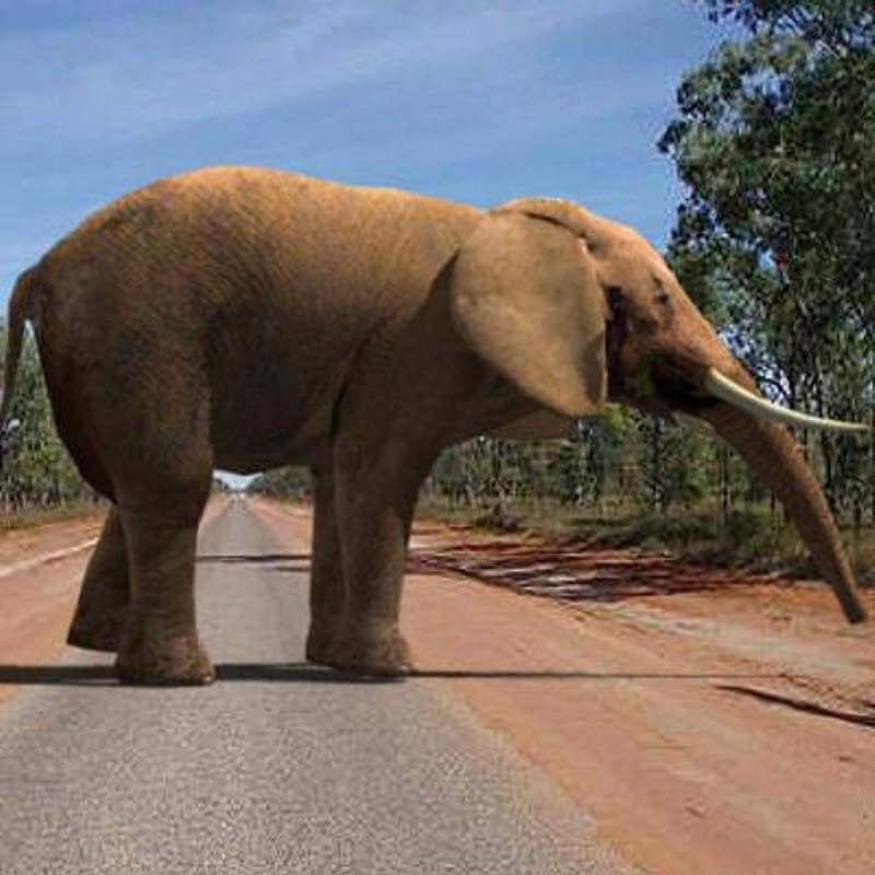 Elephant - 3D Model by Virtual creator