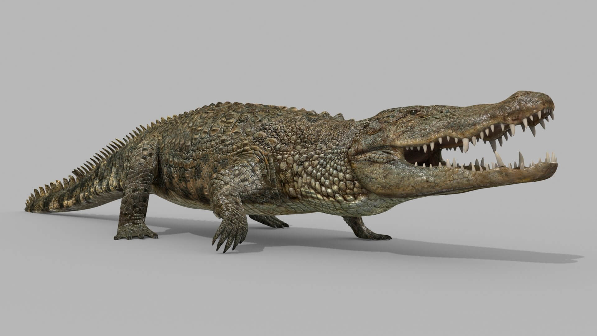 Terror Croc PRO - 8K Crocodile 3D Model by Virtual creator