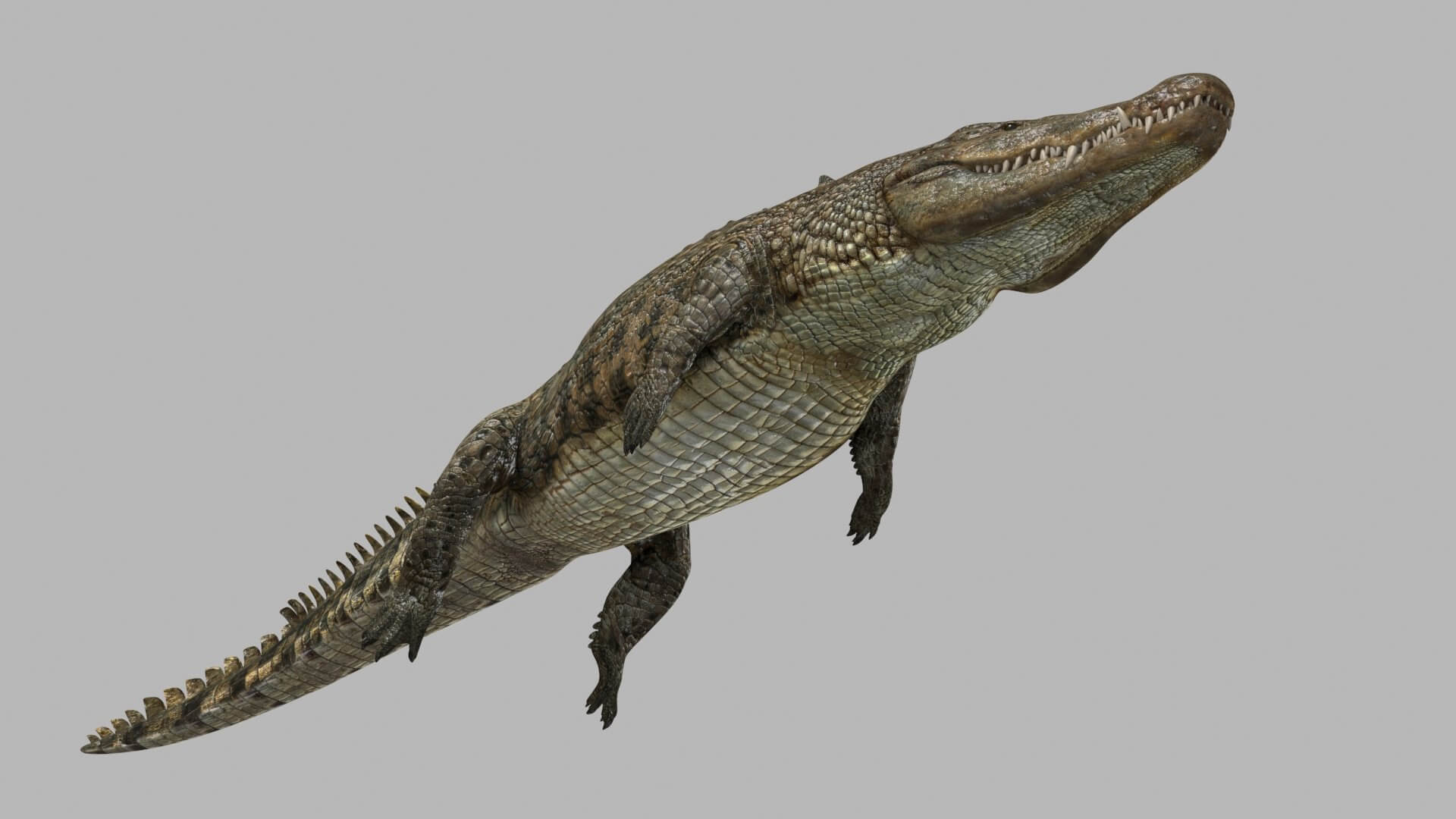 Terror Croc PRO - 8K Crocodile 3D Model by Virtual creator
