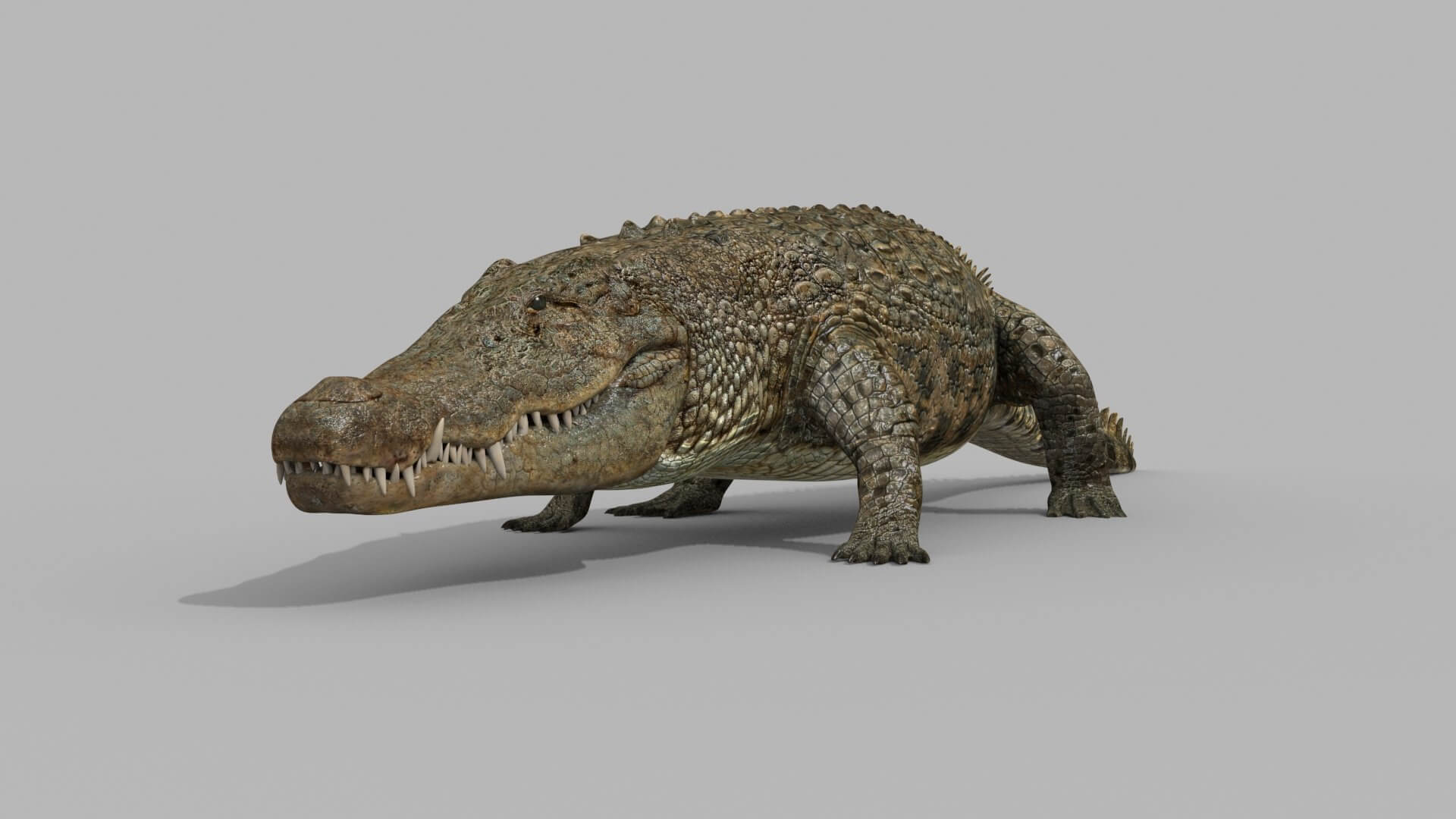 Terror Croc PRO - 8K Crocodile 3D Model by Virtual creator