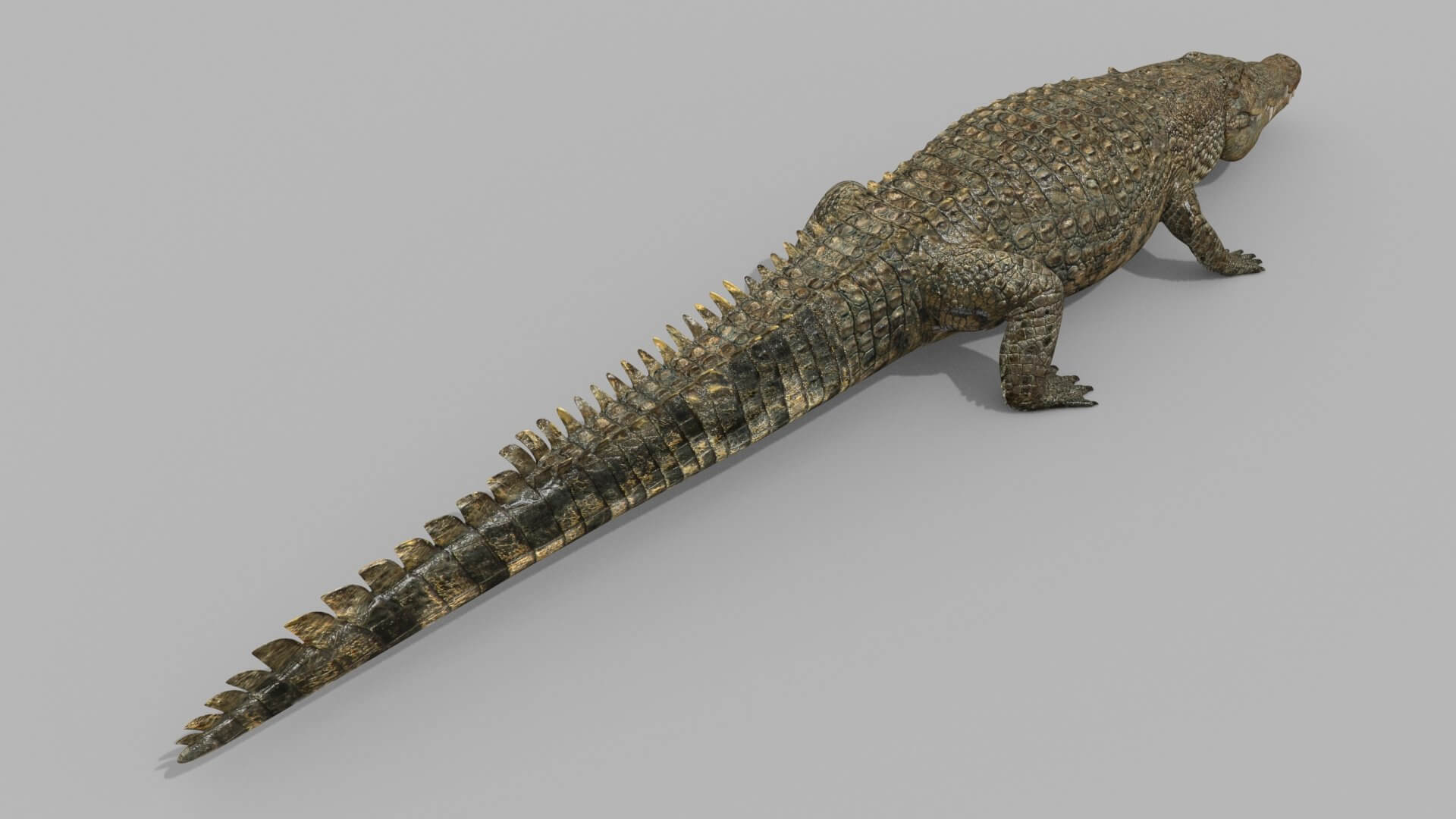 Terror Croc PRO - 8K Crocodile 3D Model by Virtual creator