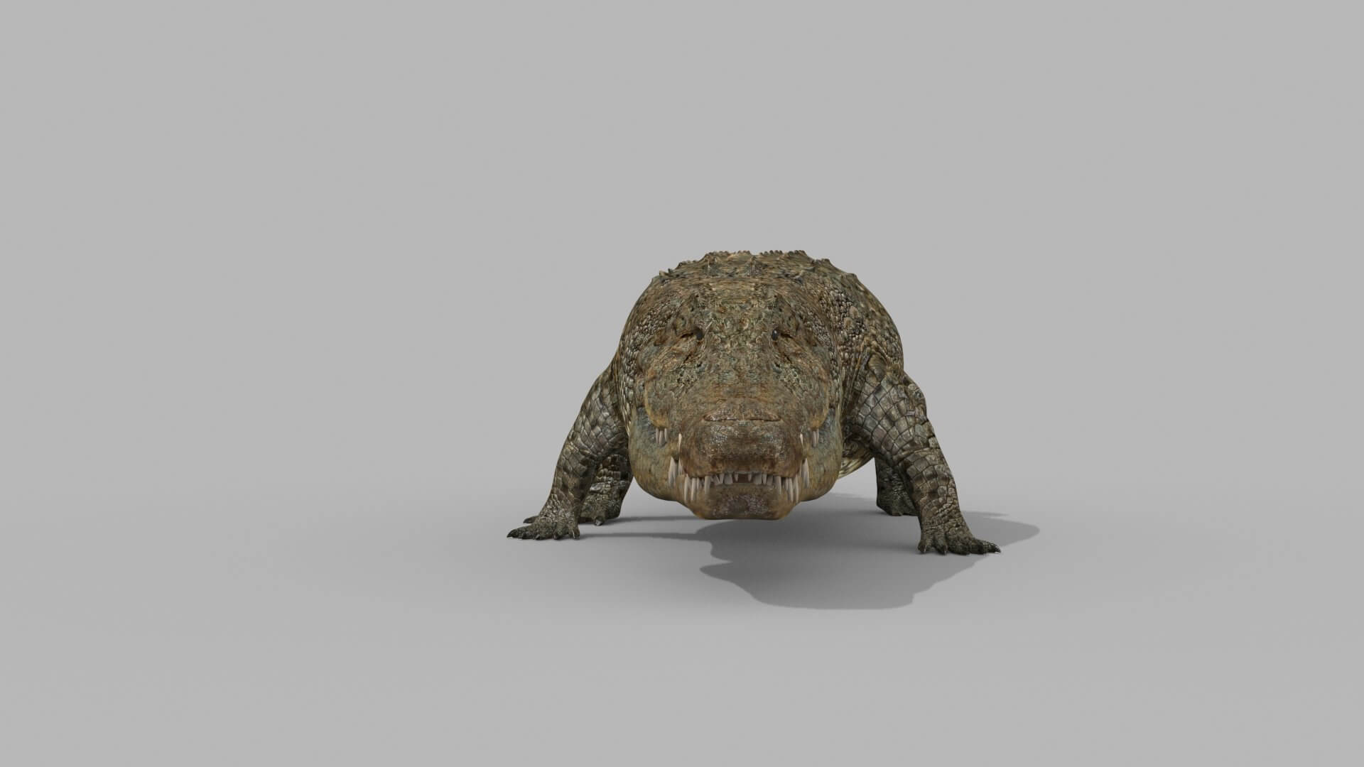 Terror Croc PRO - 8K Crocodile 3D Model by Virtual creator