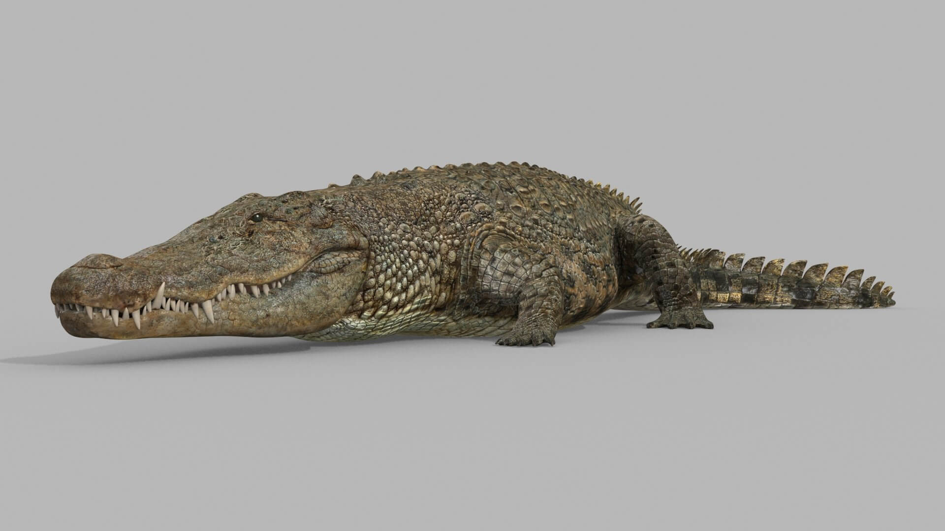 Terror Croc PRO - 8K Crocodile 3D Model by Virtual creator