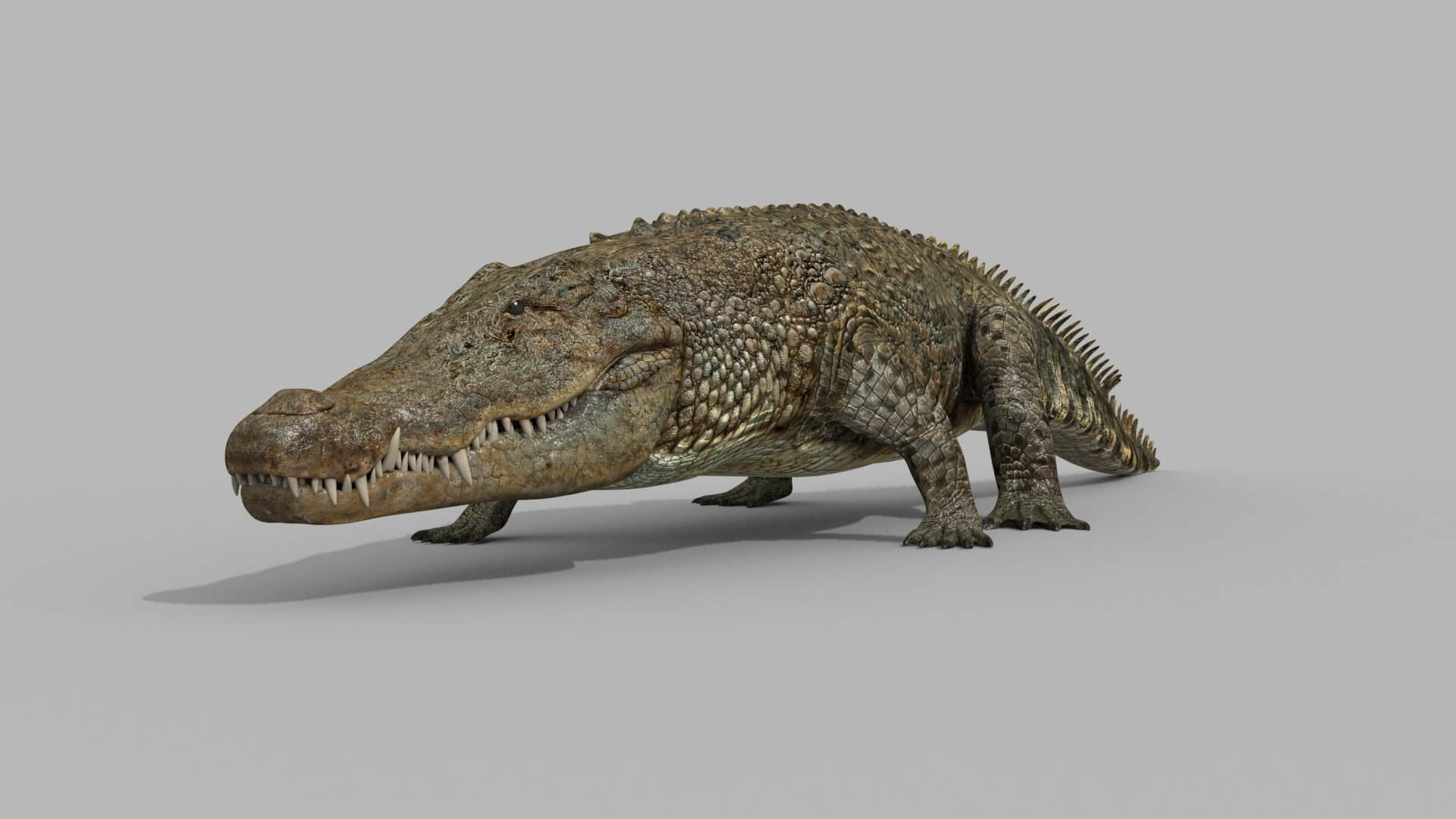 Terror Croc PRO - 8K Crocodile 3D Model by Virtual creator