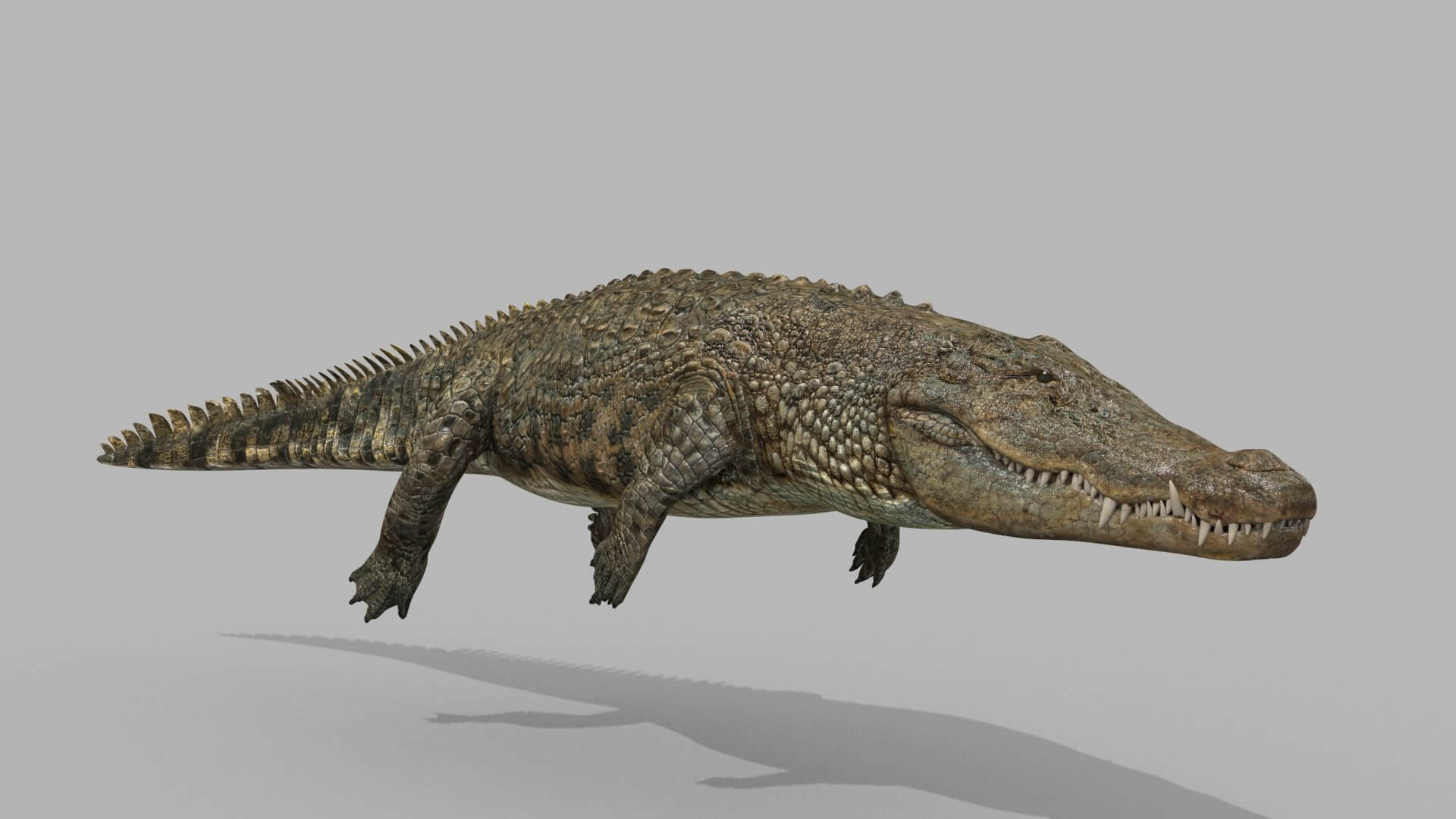 Terror Croc PRO - 8K Crocodile 3D Model by Virtual creator