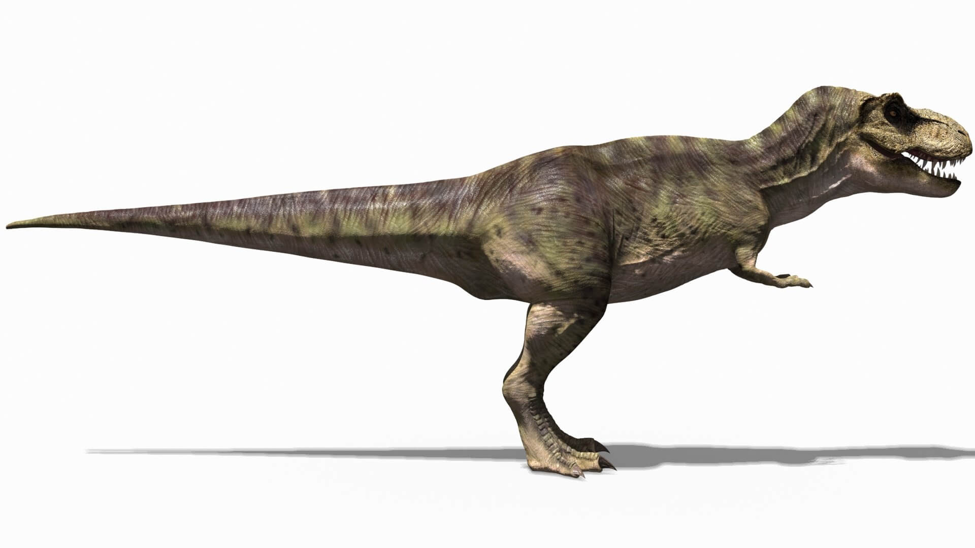The T-Rex 3D Model by Virtual creator