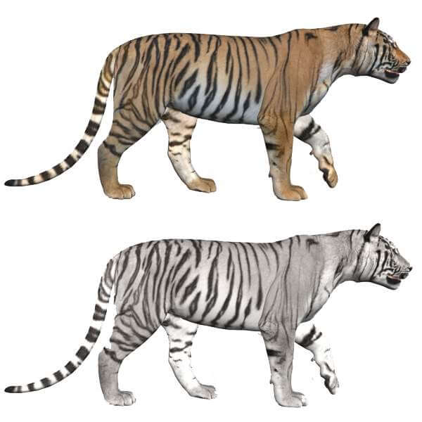 Ultimate Tiger - 3D Model by Virtual creator