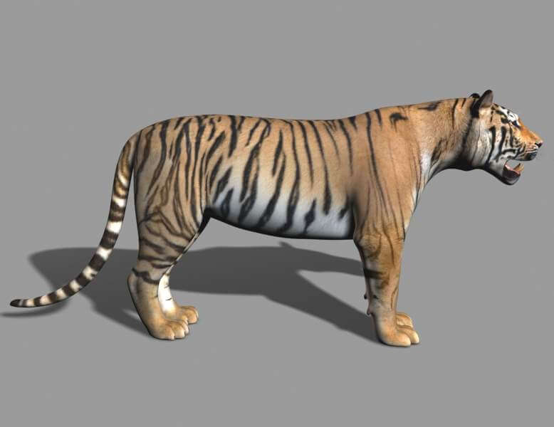 Ultimate Tiger - 3D Model by Virtual creator